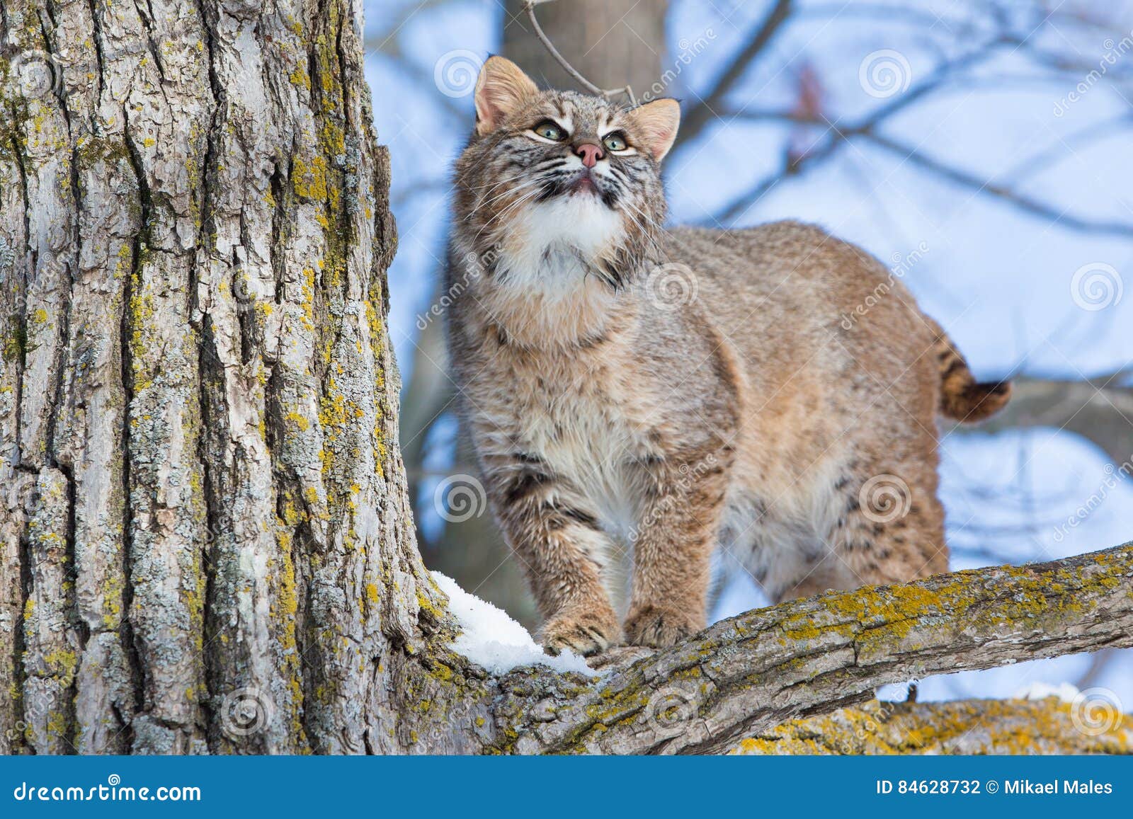 Curious bobcat in tree stock photo. Image of male, cats - 84628732