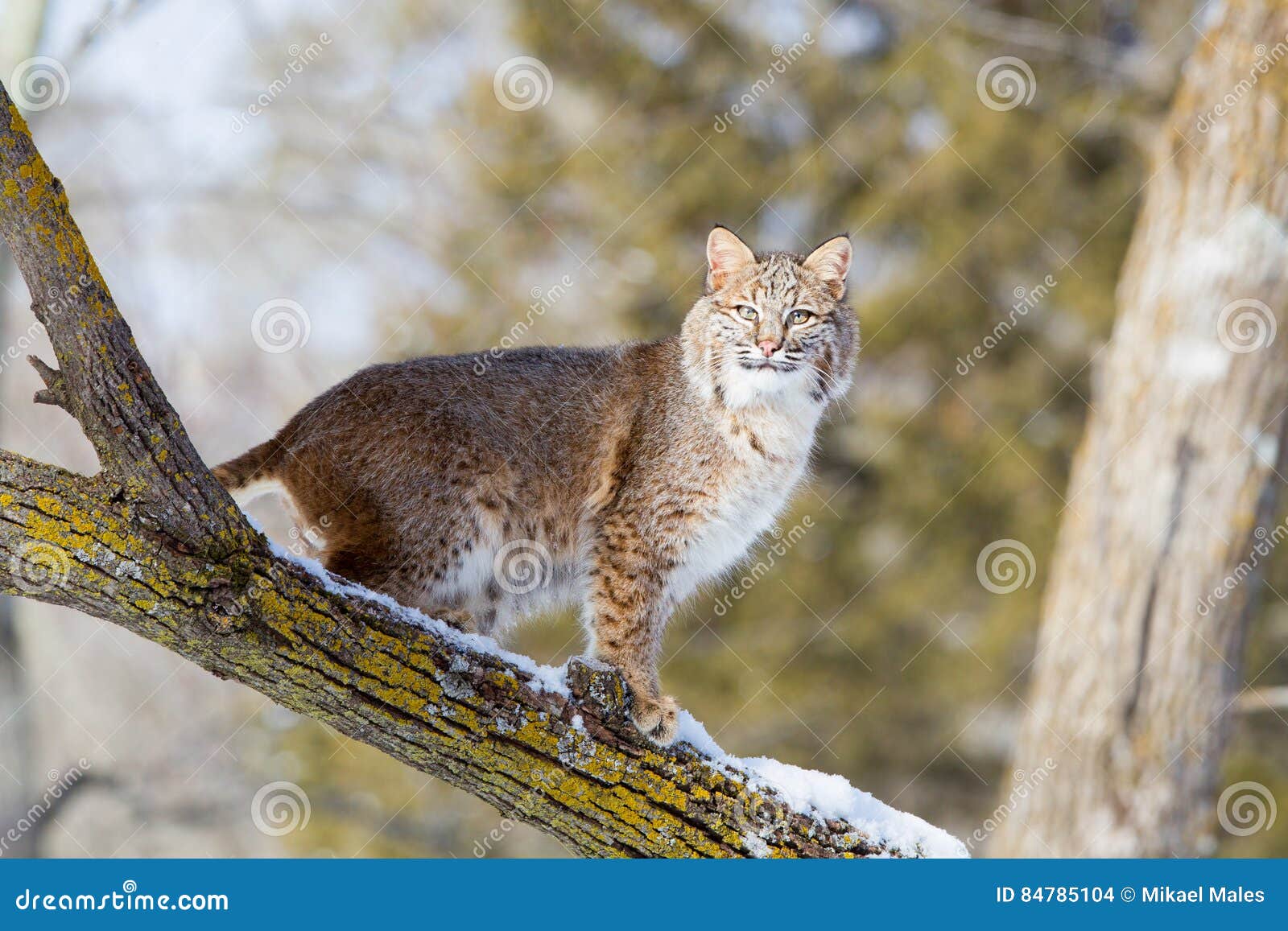 Curious bobcat in tree stock photo. Image of blurred - 84785104