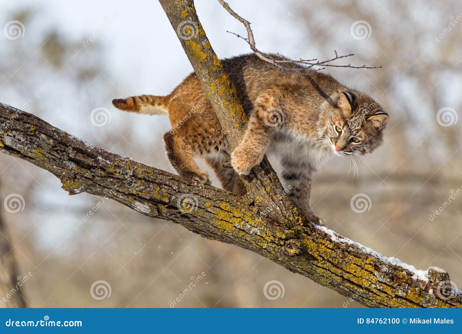 Curious bobcat stock photo. Image of branch, carnivore - 84762100