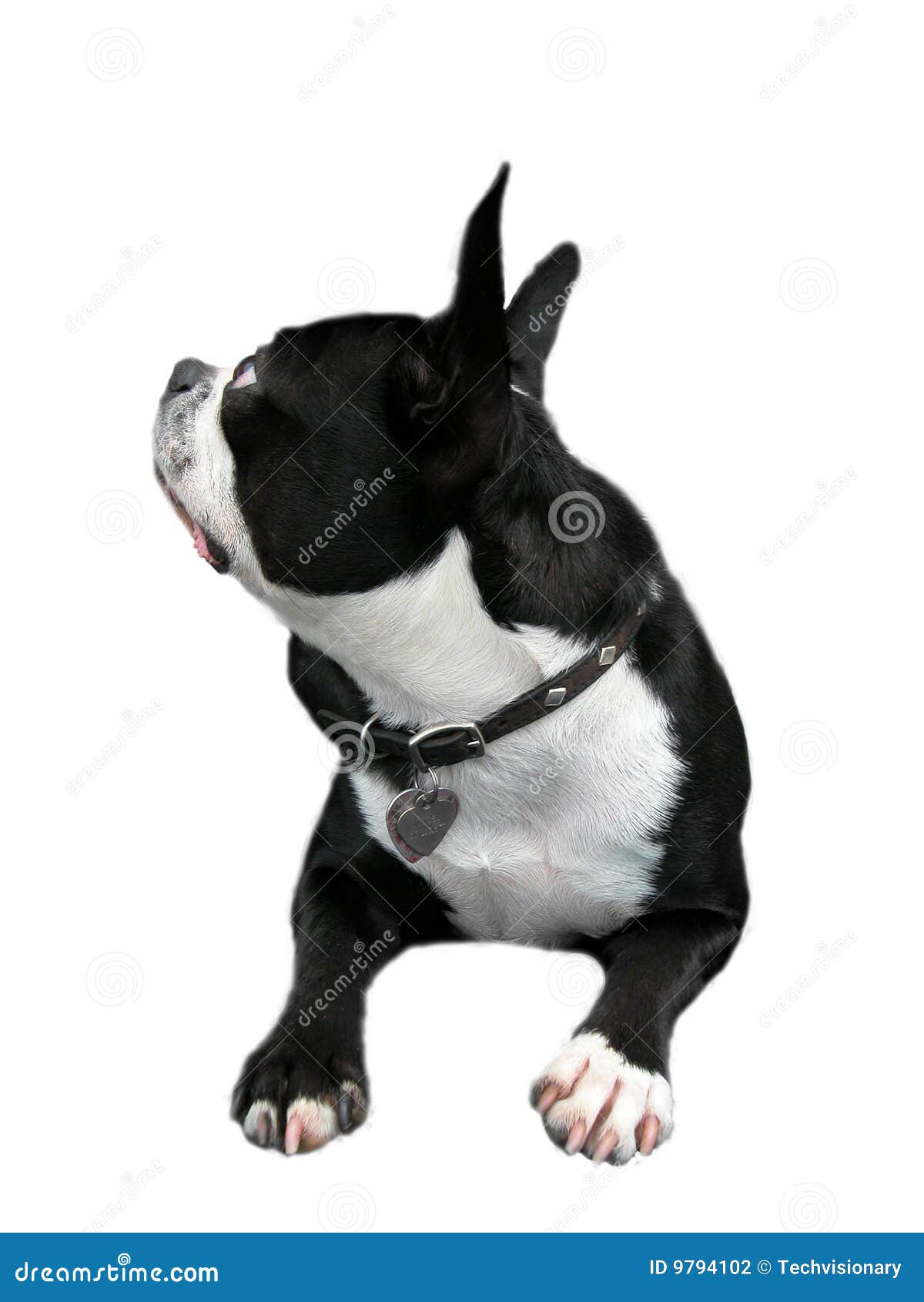 Curious Boston Terrier stock photo. Image of pedigree - 9794102