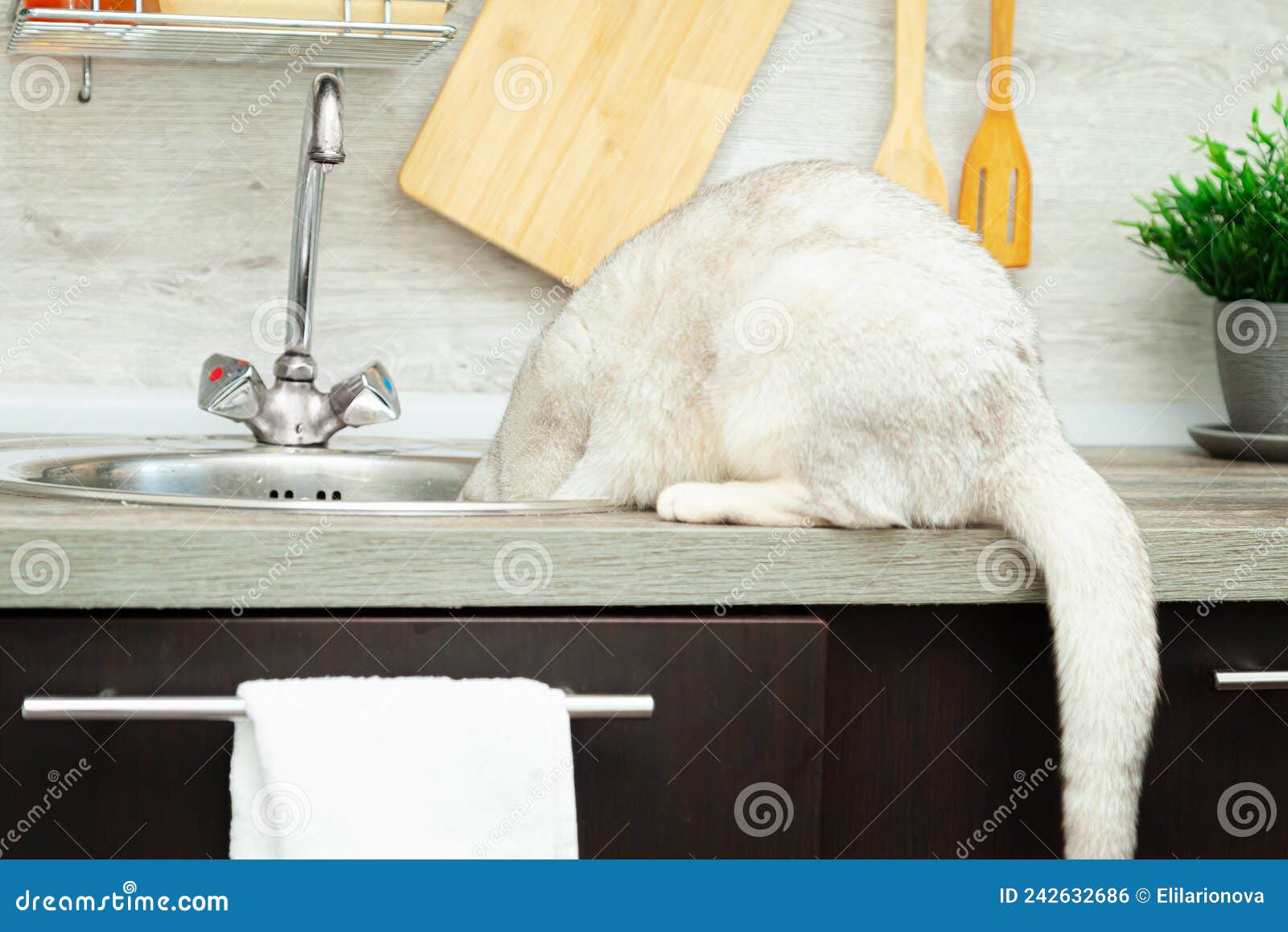 Curious British Shorthair Cat Drinking from a Kitchen Tap Stock Photo ...