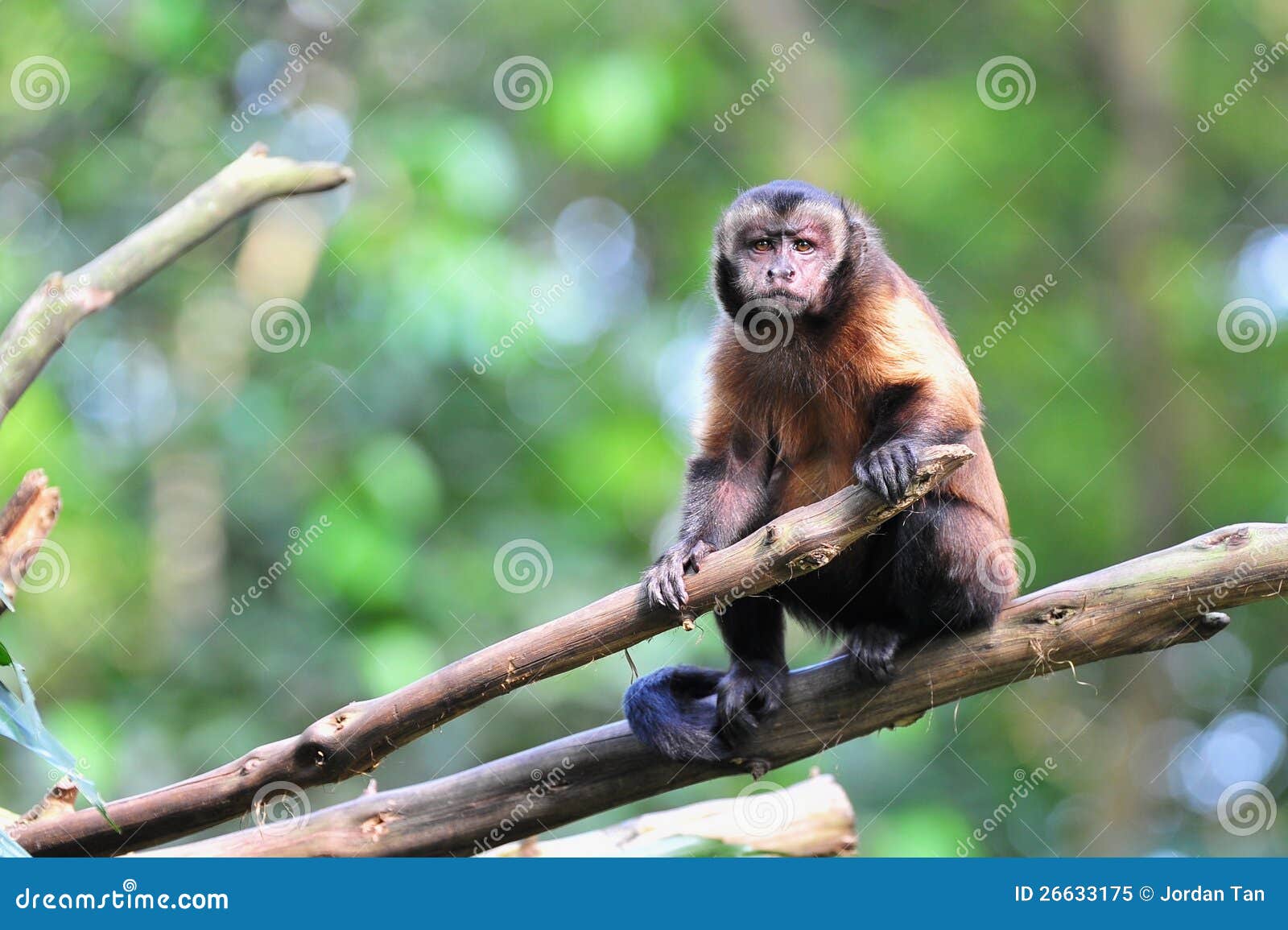 A Curious Brown Capuchin on a Tree Branch Stock Image - Image of ...