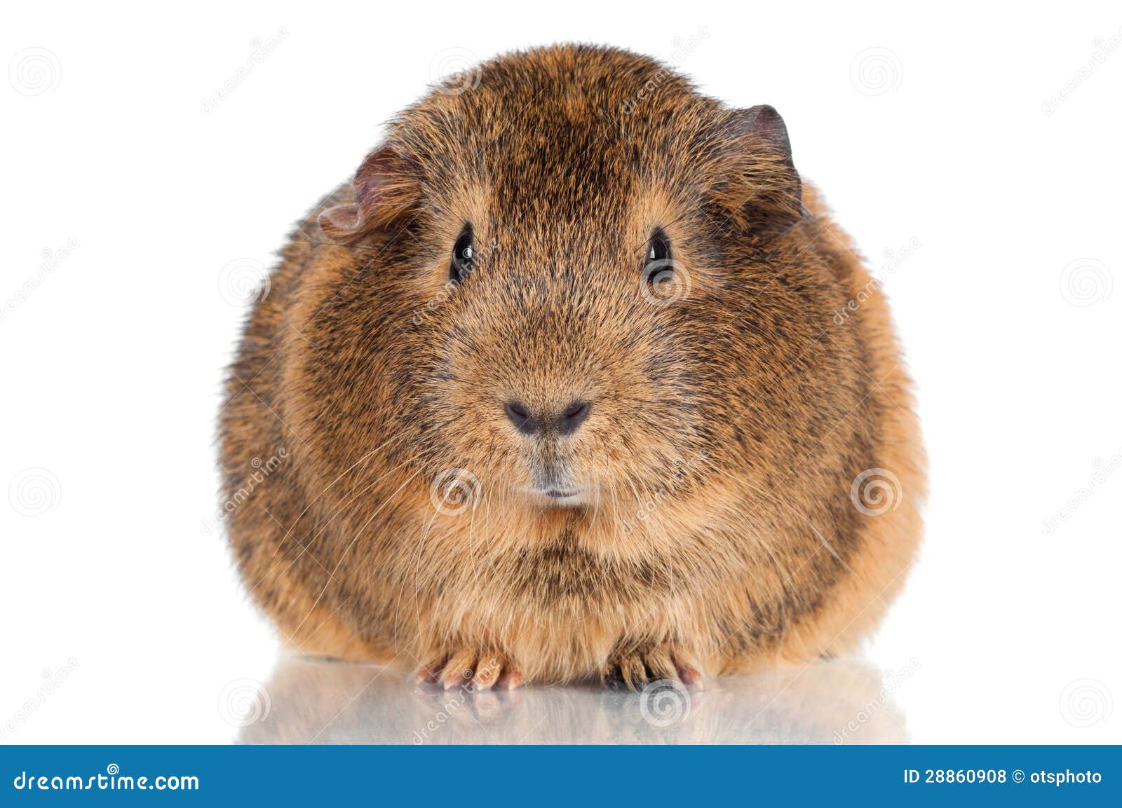Curious brown guinea pig stock photo. Image of ears, funny - 28860908