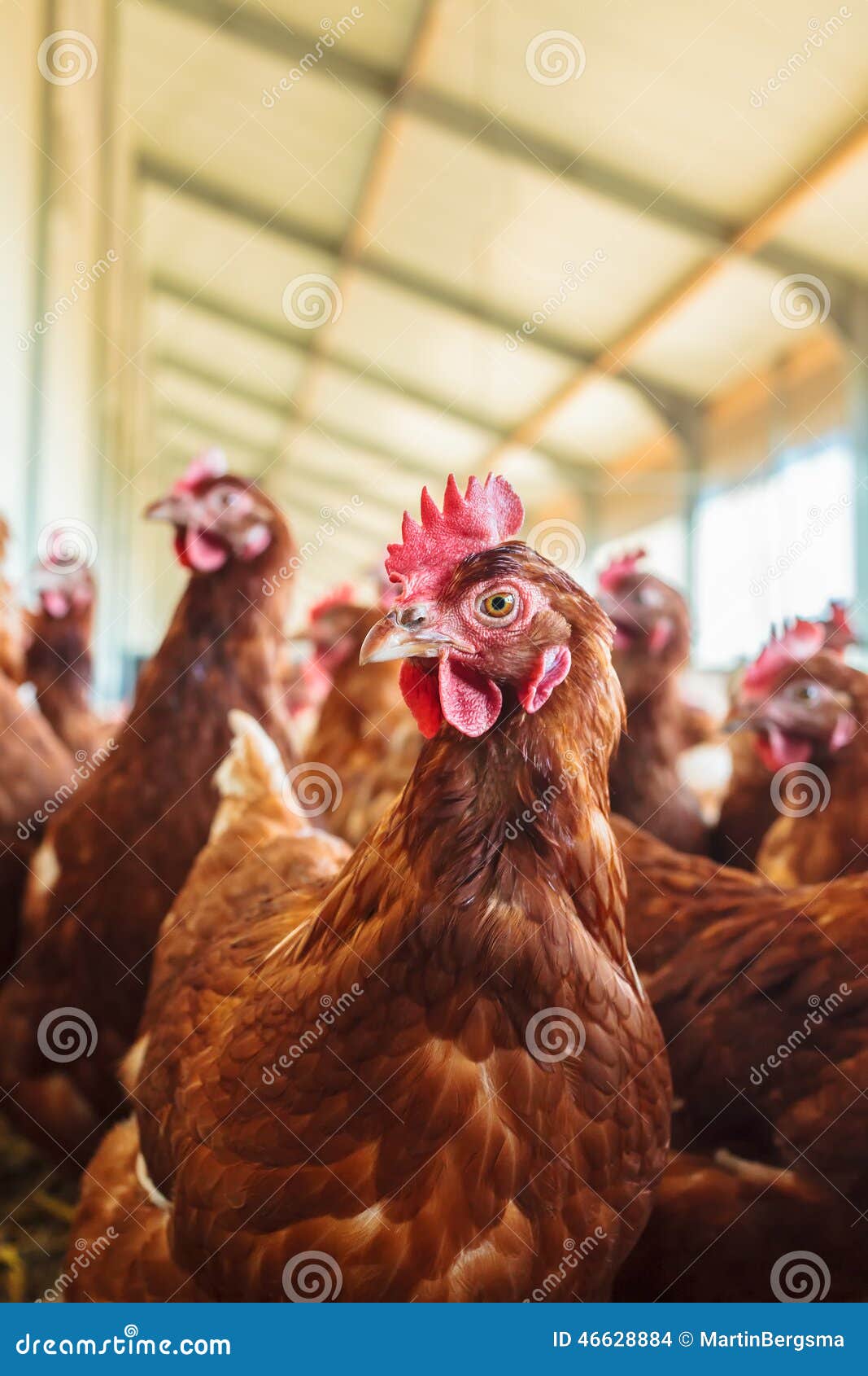 Chicken Farm. Egg-laying Chicken In Battery Cages. Commercial Hens ...
