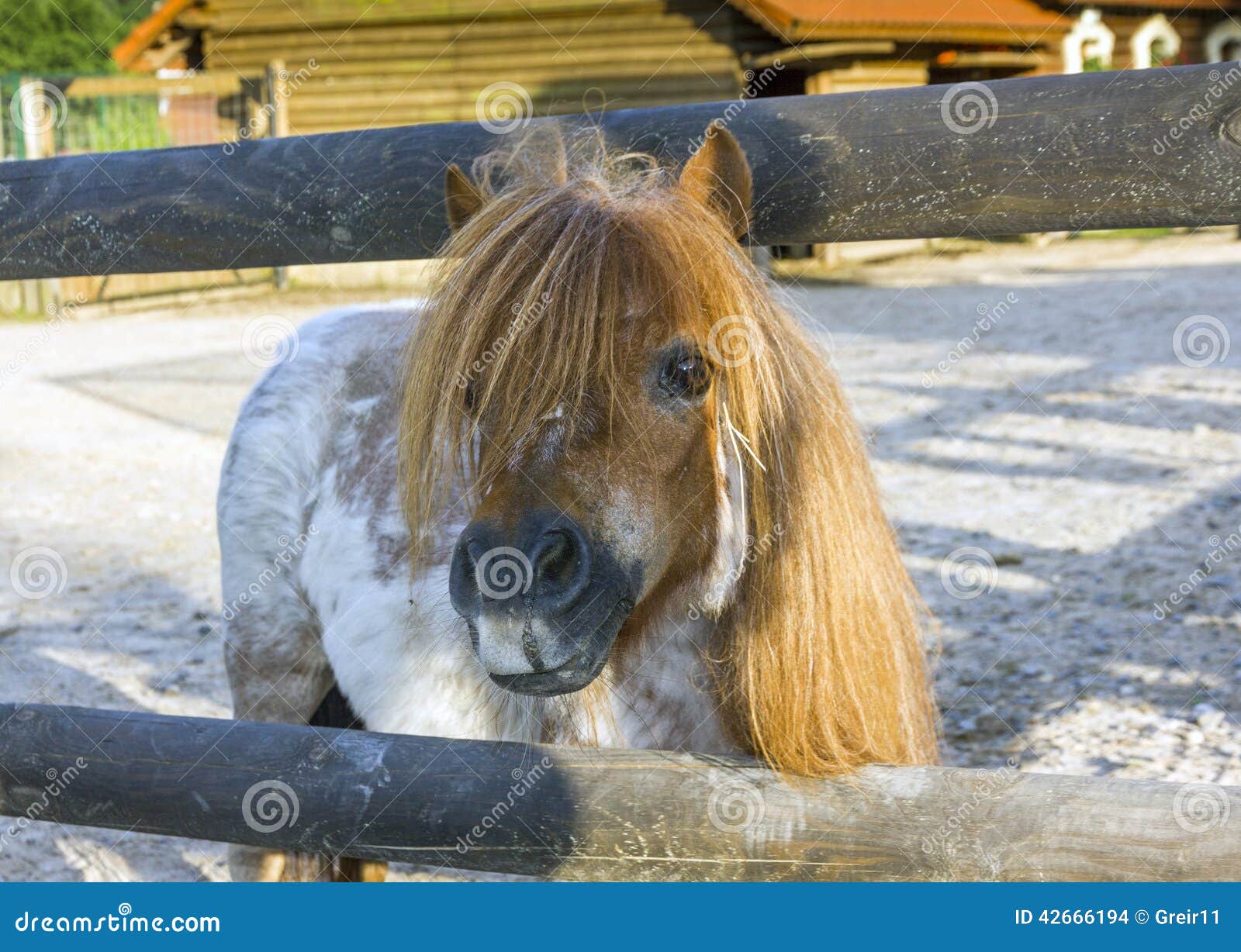 Curious brown ponny stock photo. Image of horseback, ride - 42666194