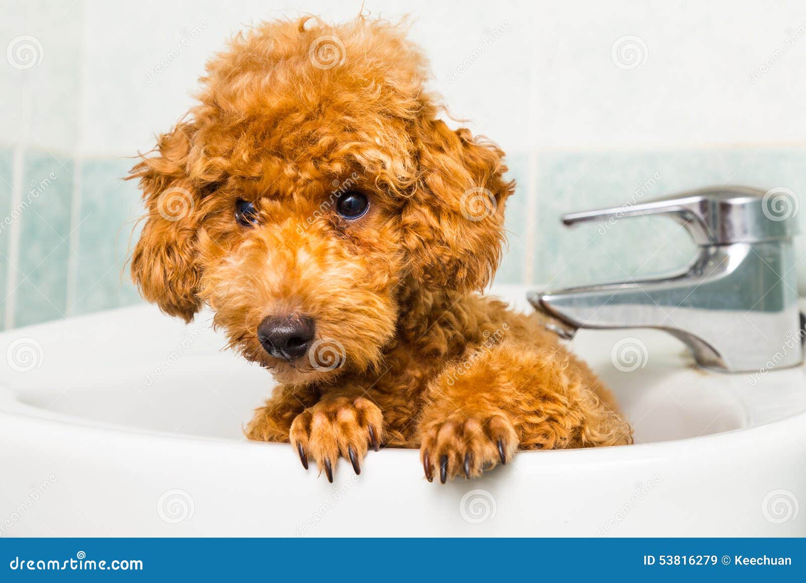 Curious Brown Poodle Puppy Getting Ready for Bath in Basin Stock Image ...