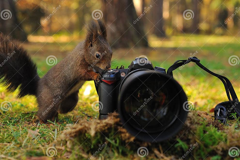 Curious Brown Squirrel with Camera Stock Image - Image of curious ...