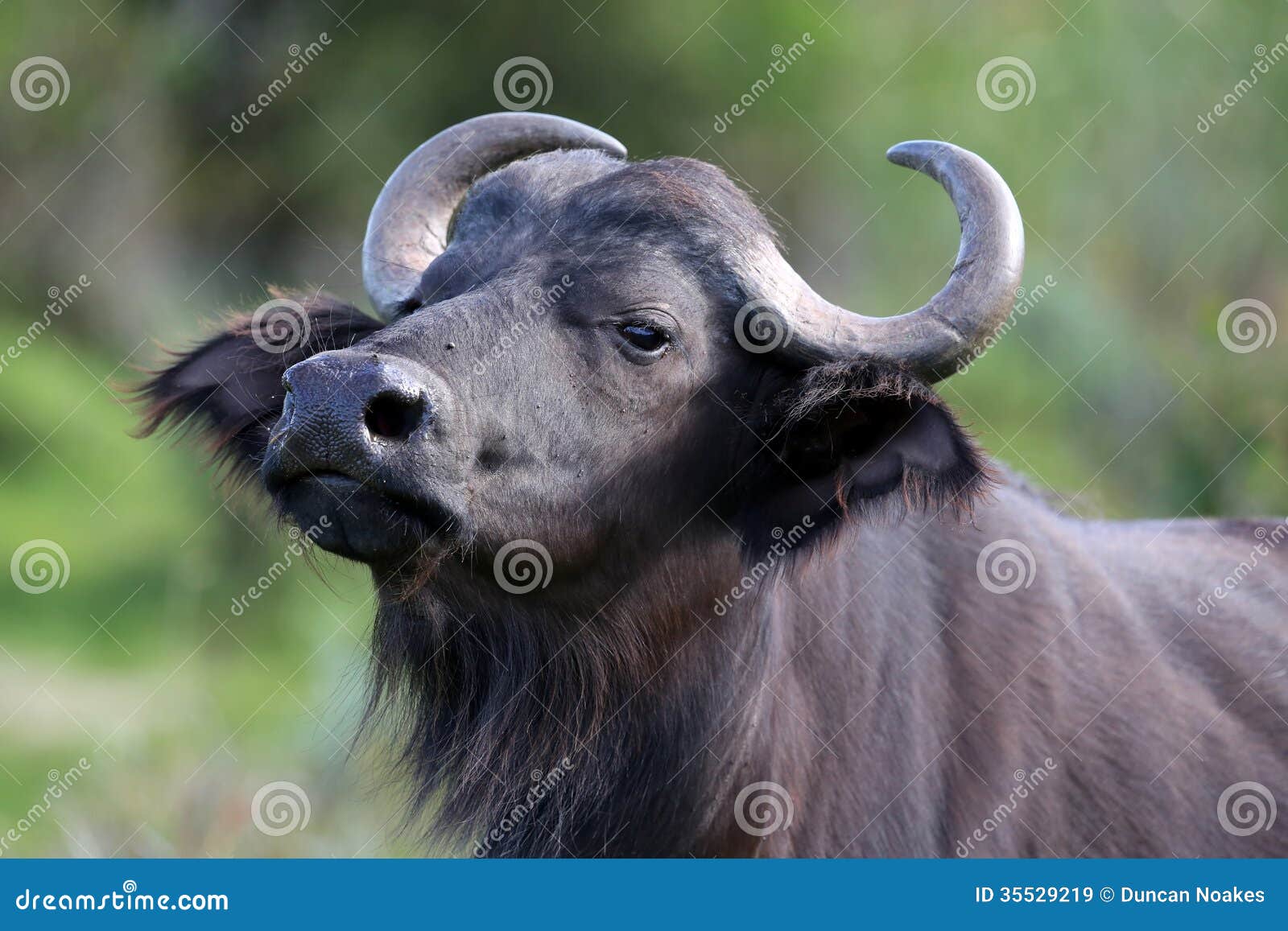 Curious Buffalo stock image. Image of mammal, outdoor - 35529219