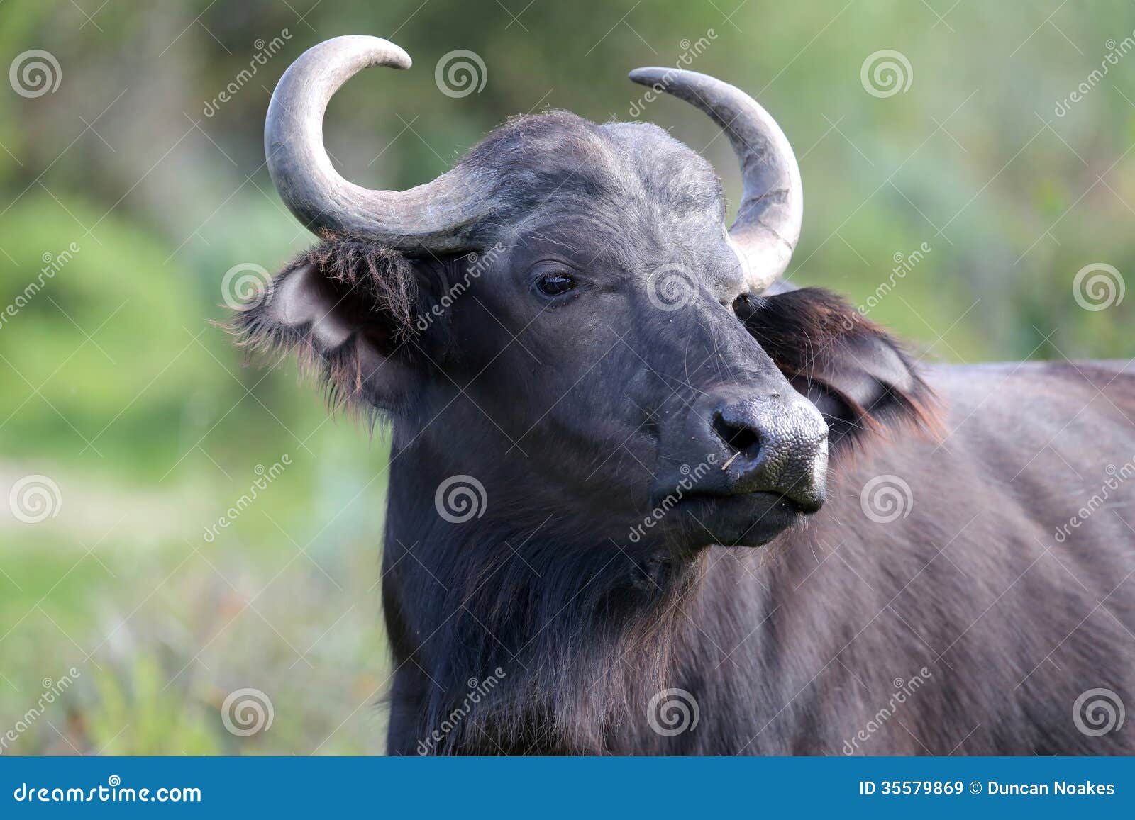 Curious Buffalo stock image. Image of alert, outdoor - 35579869