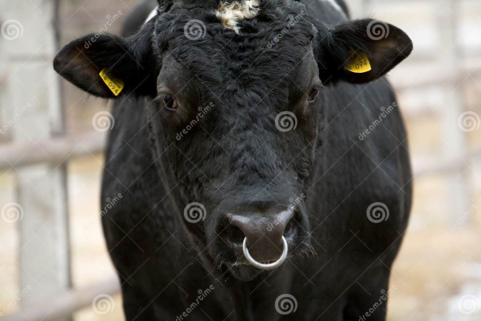 Curious bull stock image. Image of bull, farming, hair - 7372143
