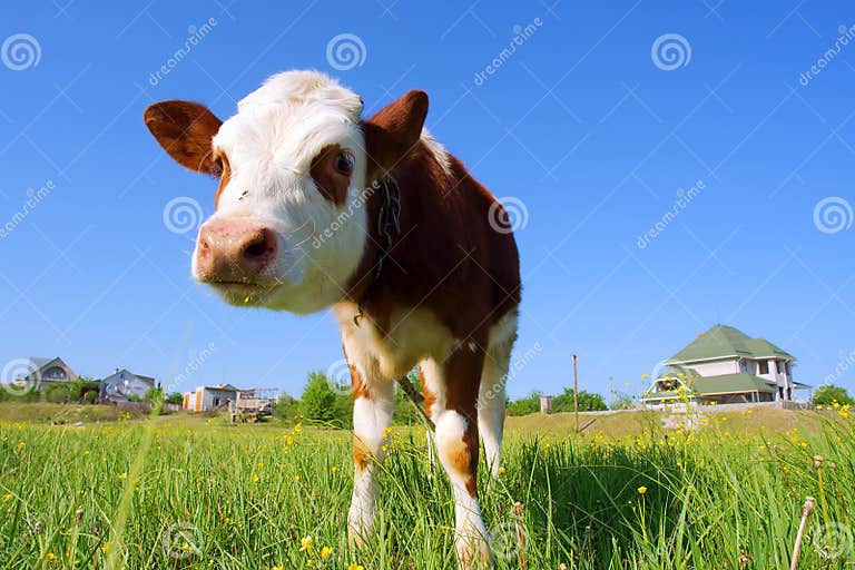 Curious Bull-calf Gets Close Stock Photo - Image of background, front ...