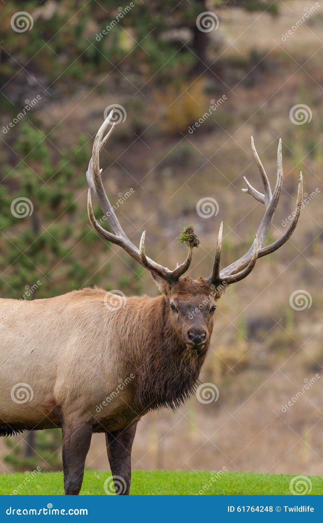 Curious Bull Elk stock photo. Image of animal, wild, colorado - 61764248
