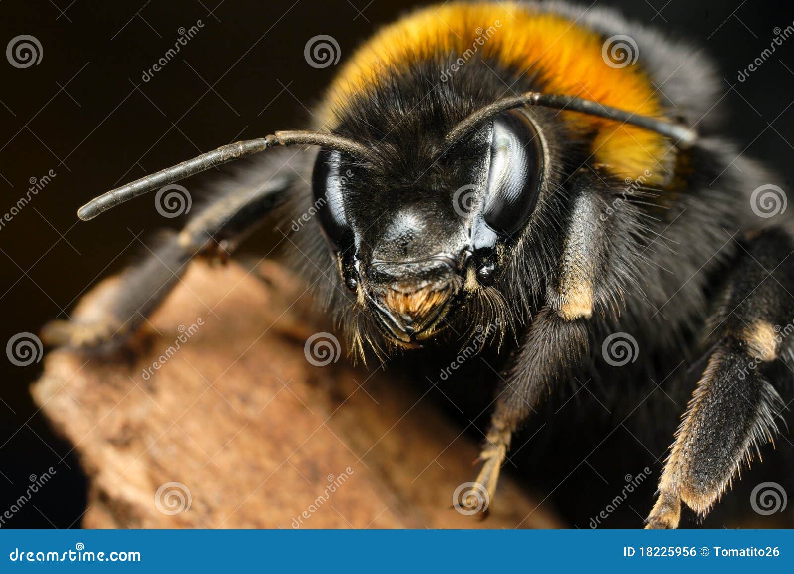 Curious bumble bee stock photo. Image of yellow, bumble - 18225956