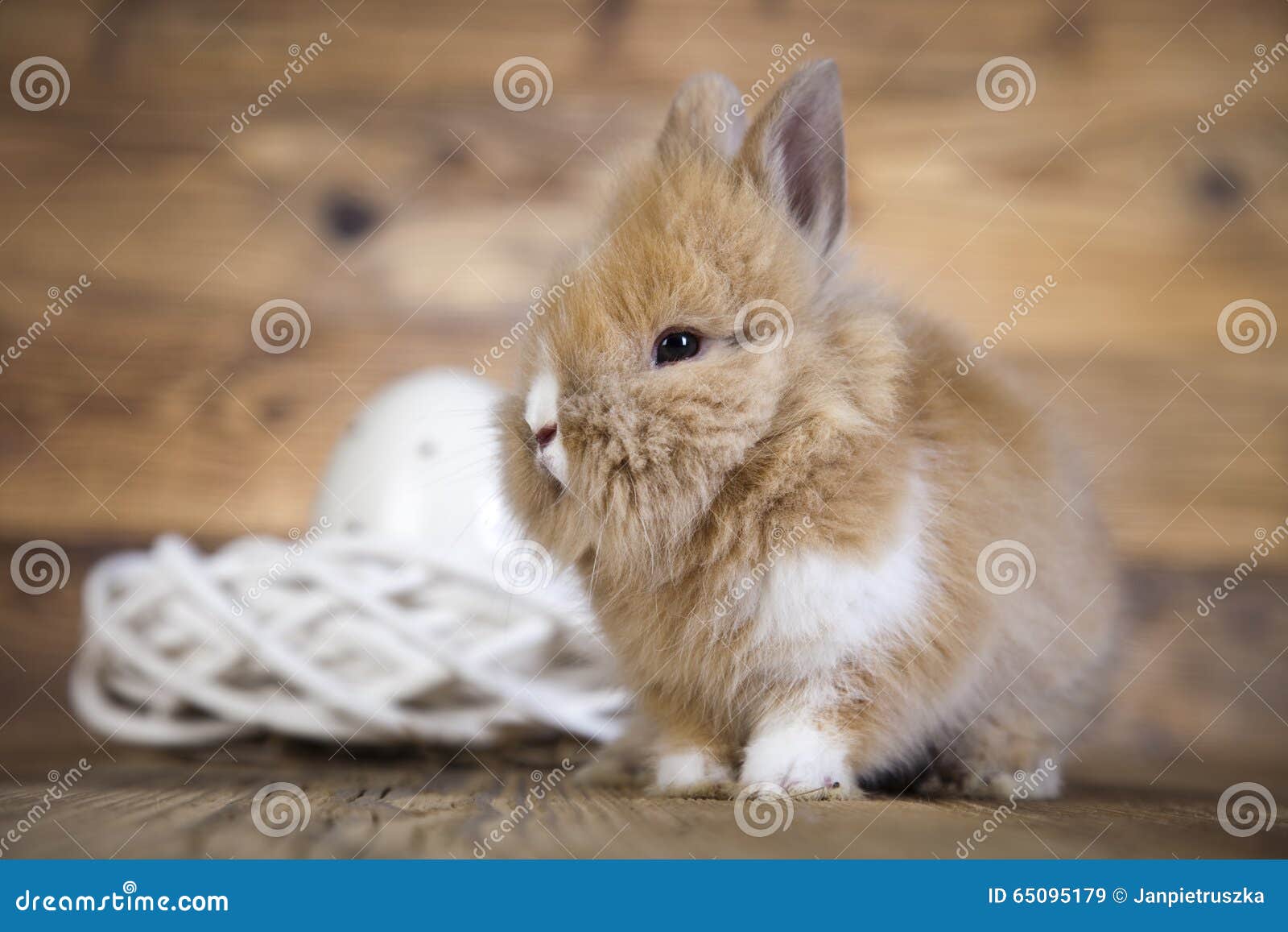 Curious Bunny, Springtime Colorful Bright Theme Stock Image - Image of ...