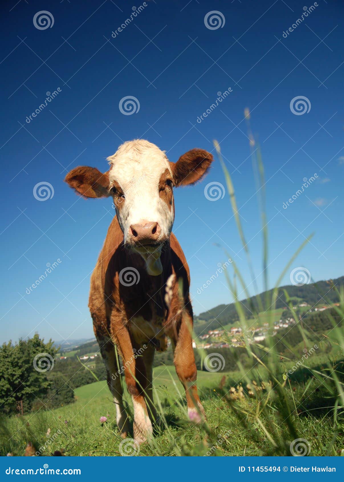 Curious Calf stock photo. Image of agriculture, spring - 11455494