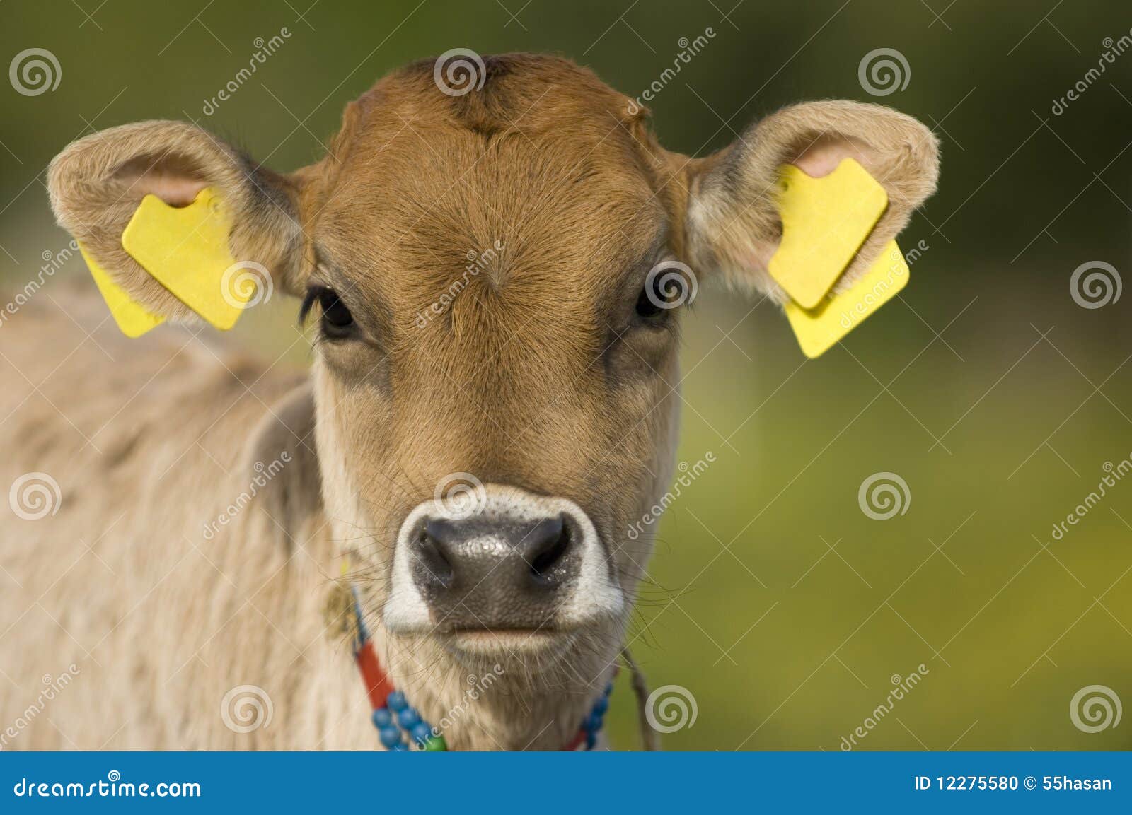 Curious calf stock photo. Image of brown, standing, coast - 12275580