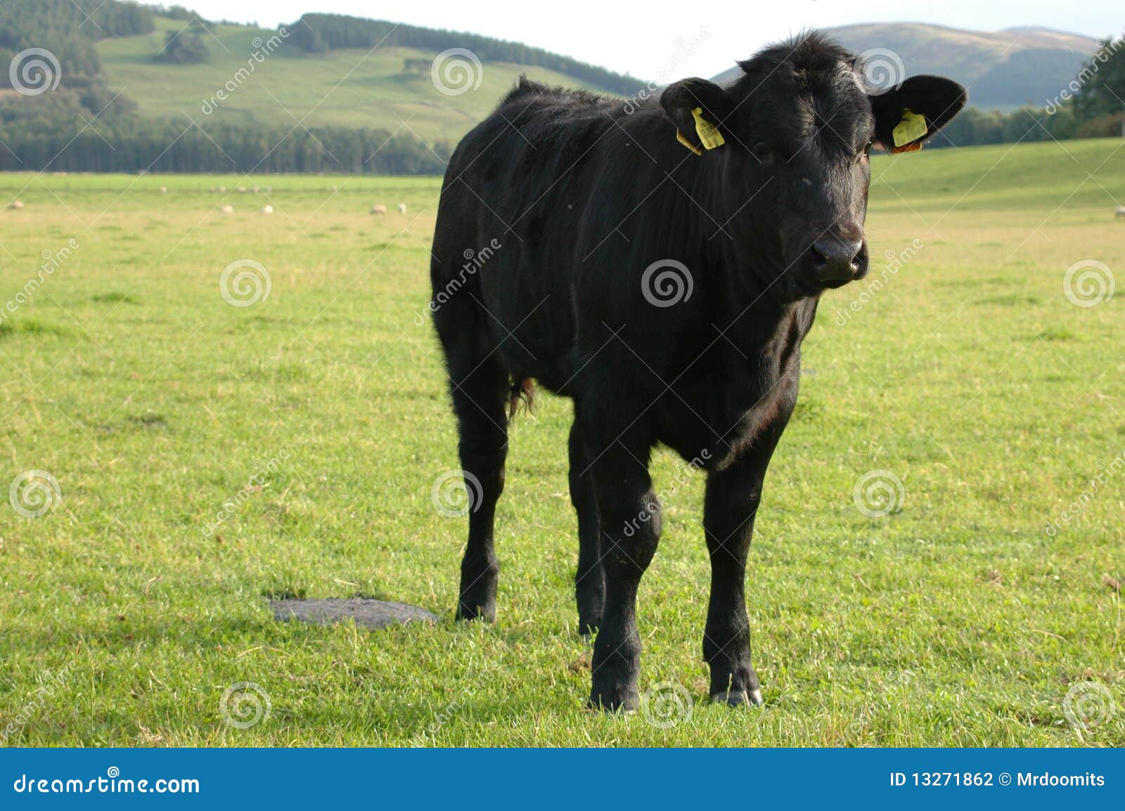 Curious calf stock photo. Image of countryside, male - 13271862