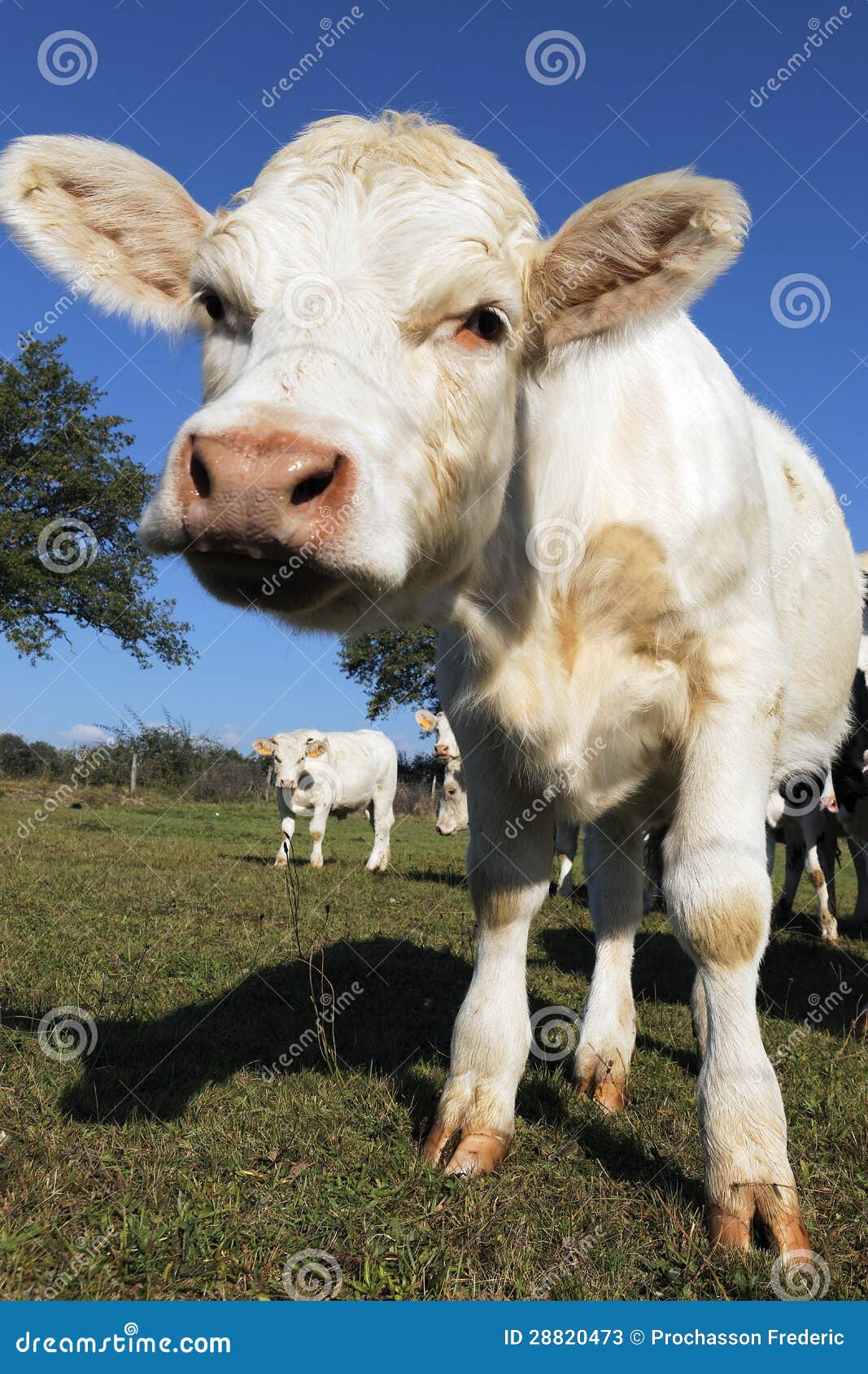 Curious calf stock image. Image of hide, baby, country - 28820473