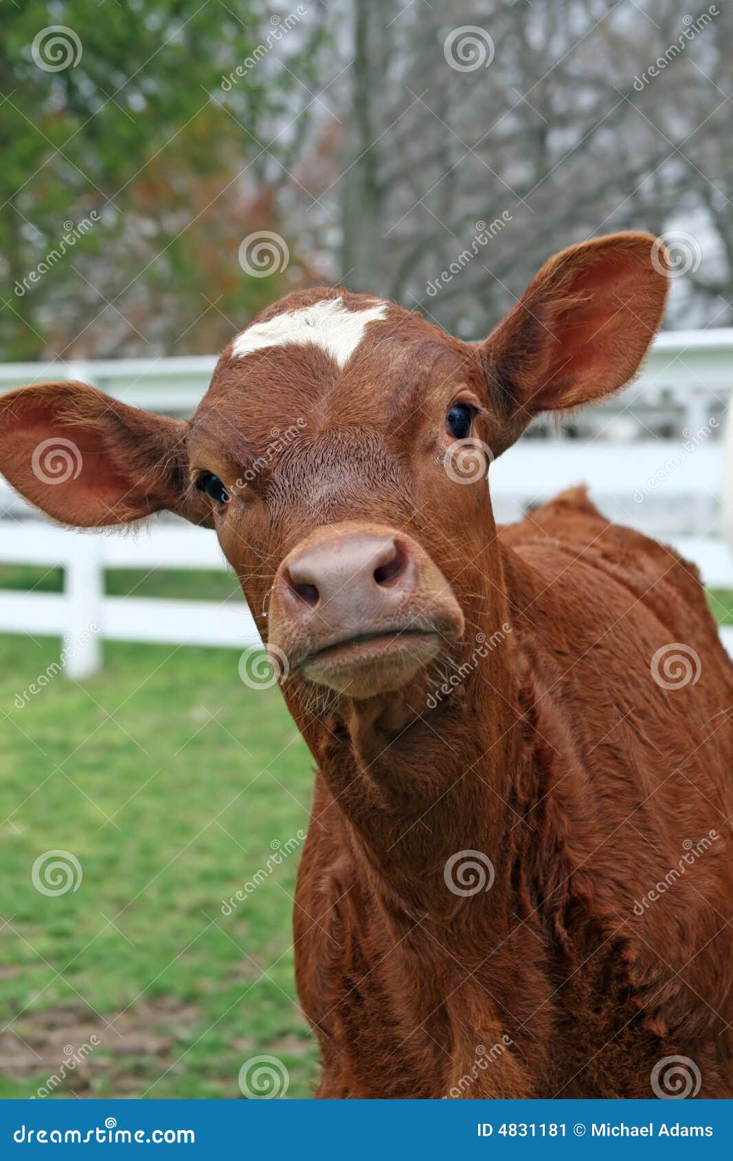 Curious Calf stock image. Image of beef, ears, veil, cattle - 4831181