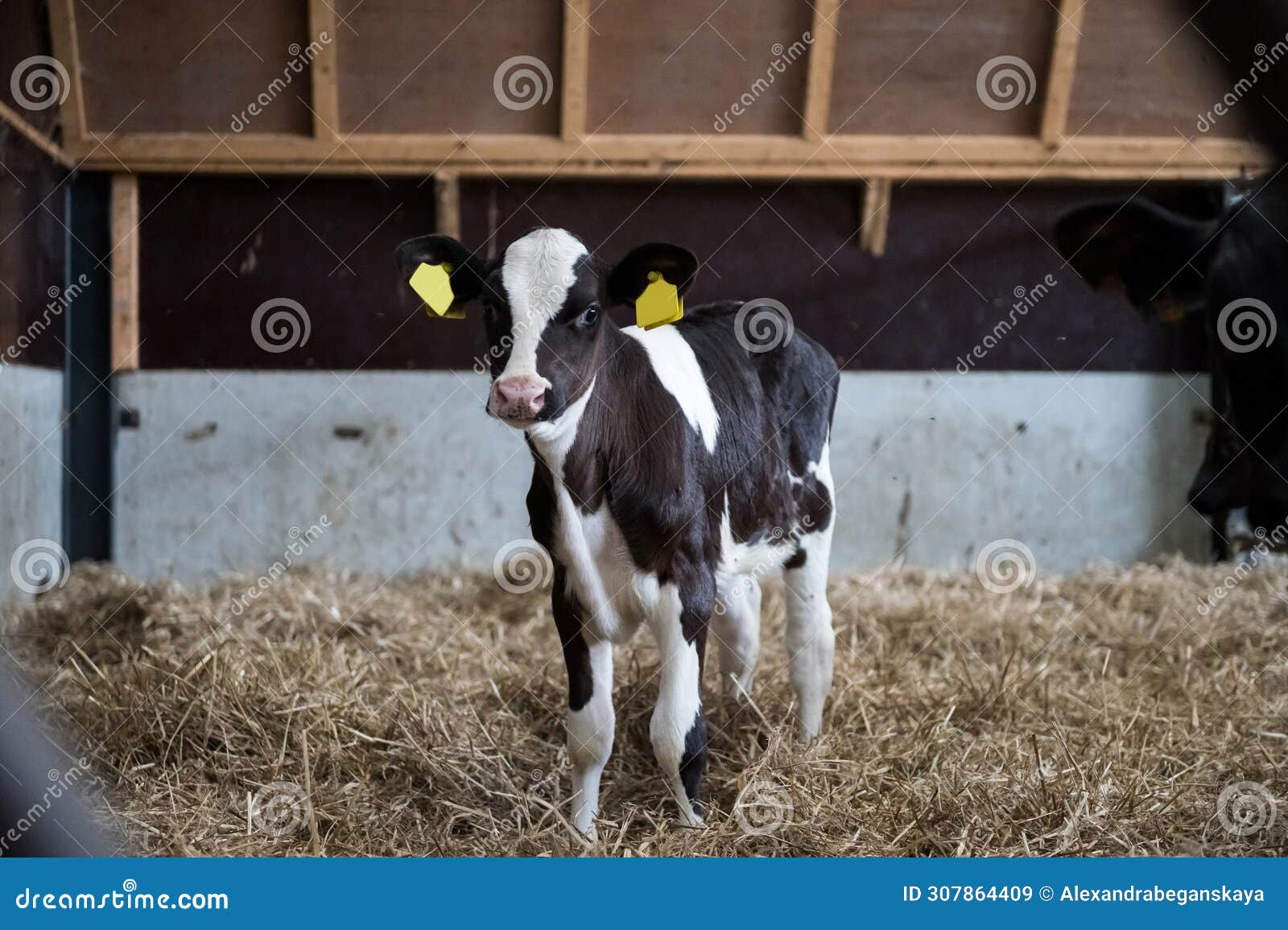 Curious Calf in Barn stock image. Image of calf, farming - 307864409