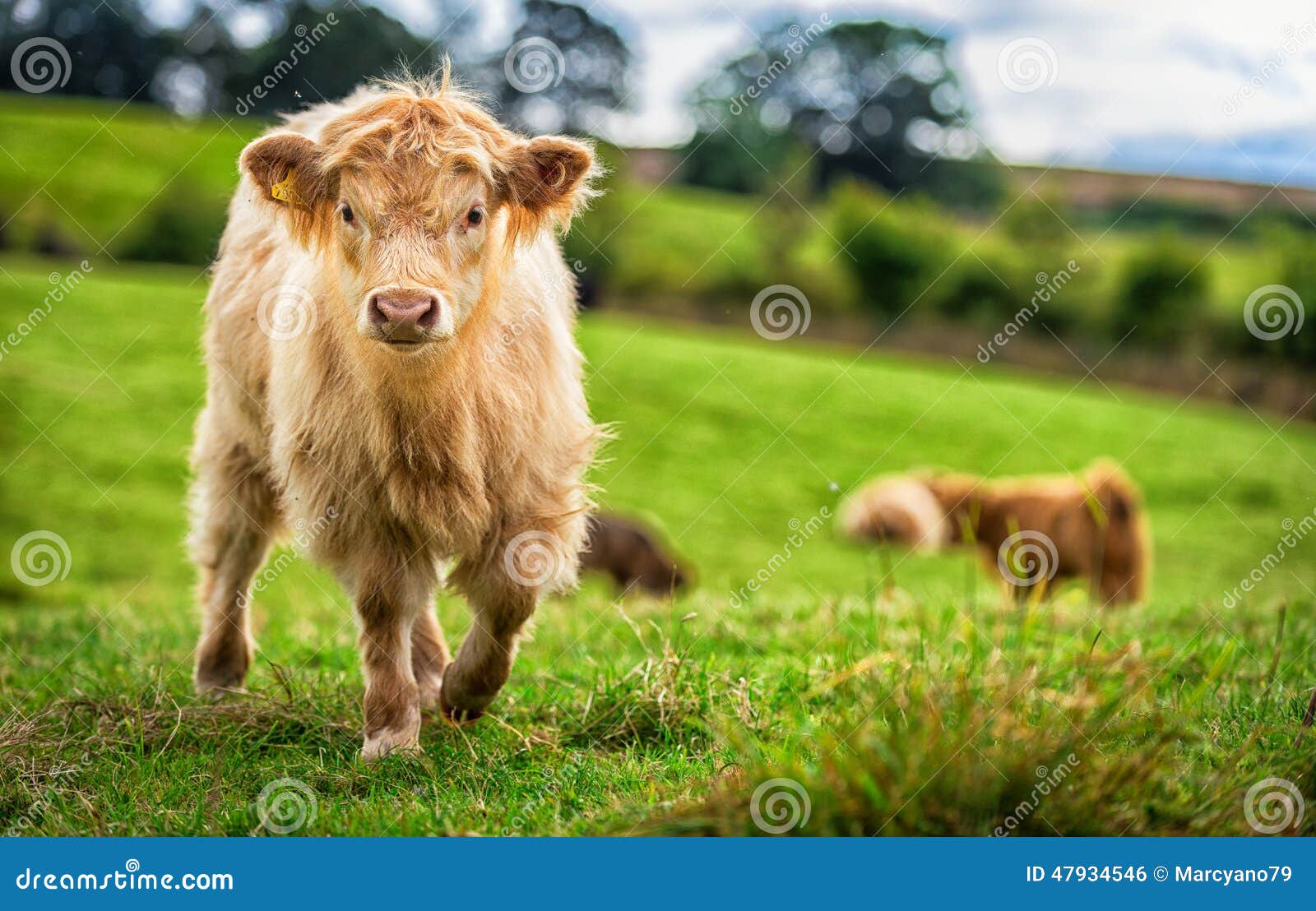 Curious calf stock photo. Image of field, cute, calf - 47934546