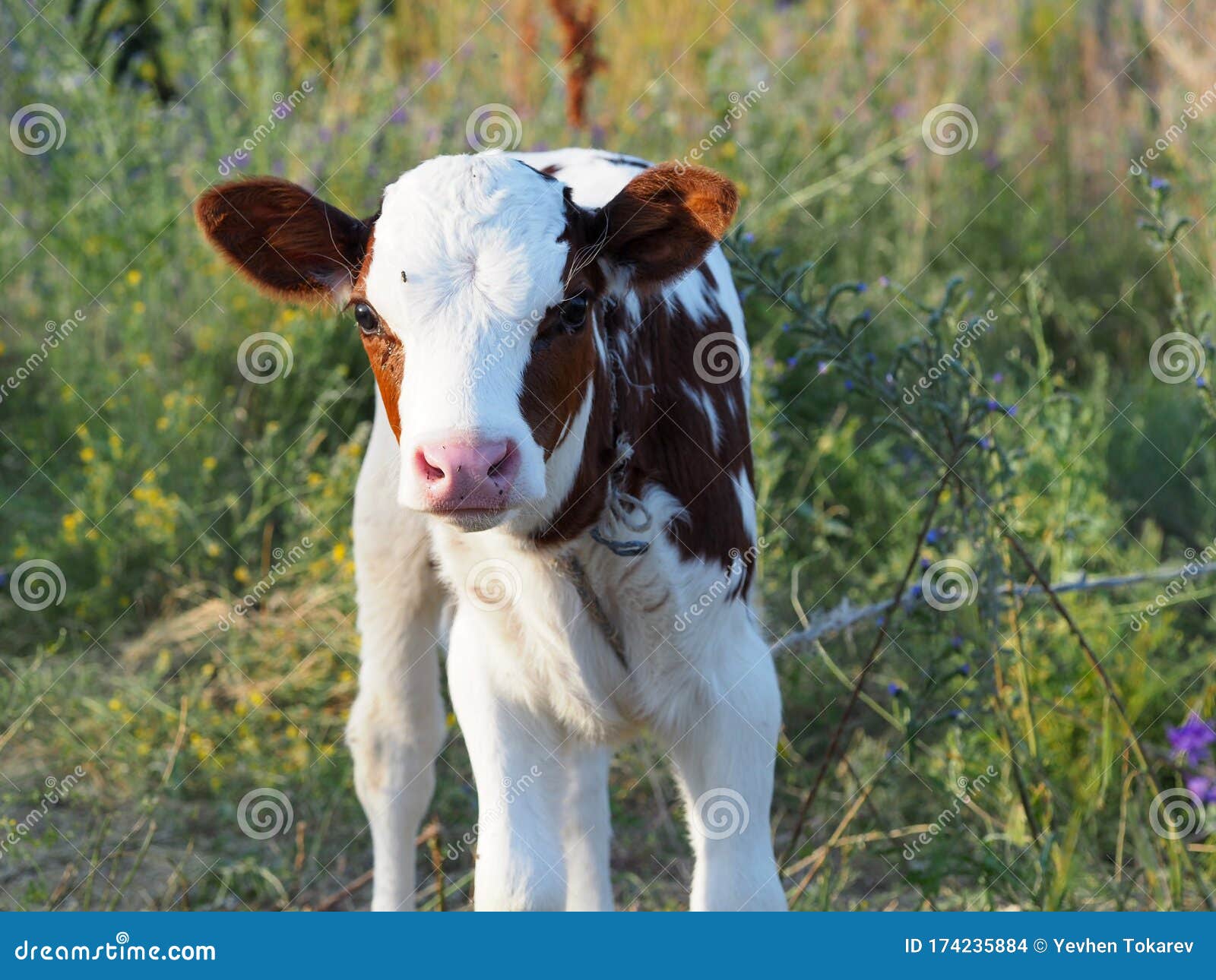Curious Calf Looks into the Frame Stock Photo - Image of mammal ...