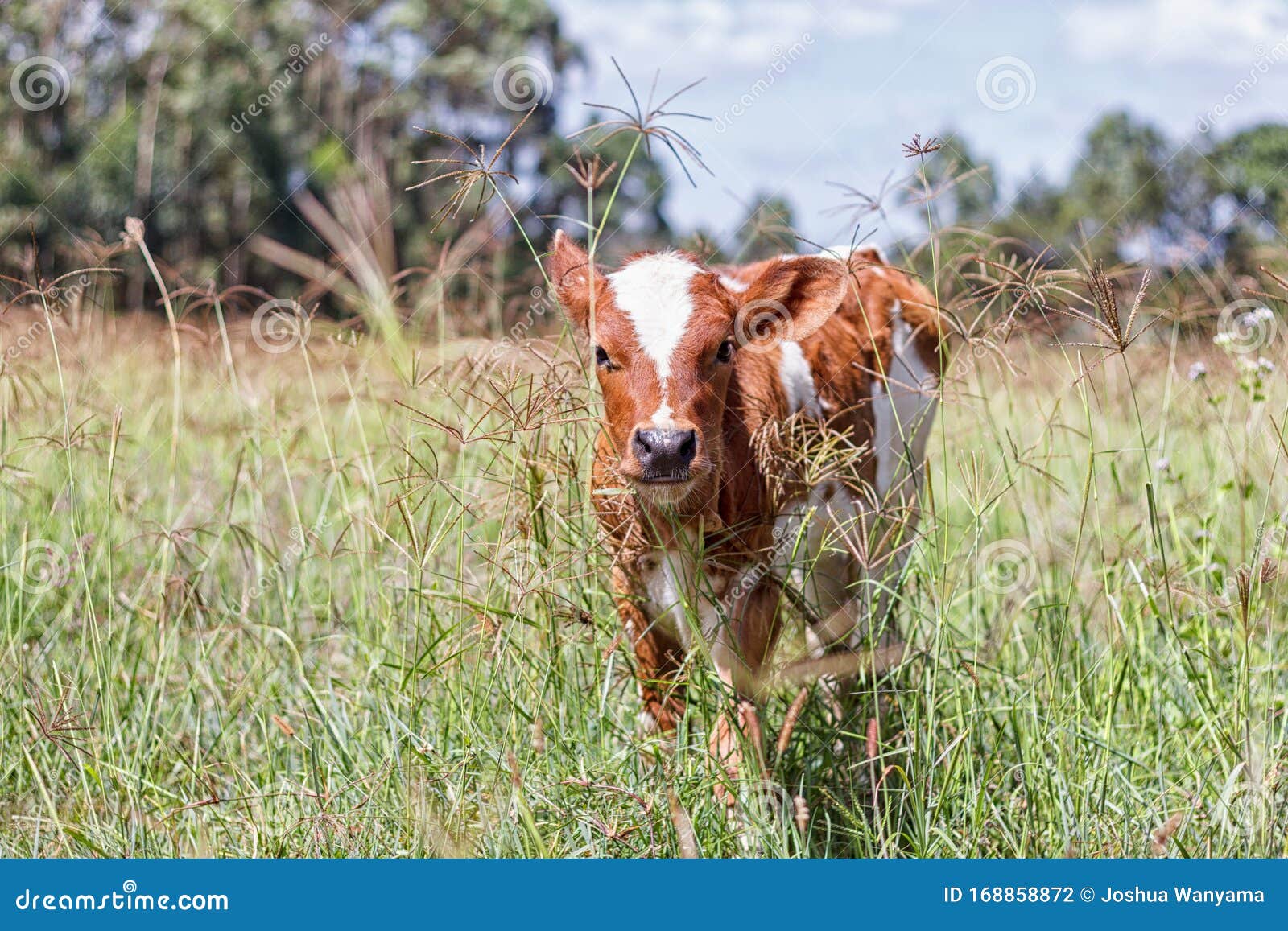 Curious calf in a meadow stock photo. Image of looking - 168858872