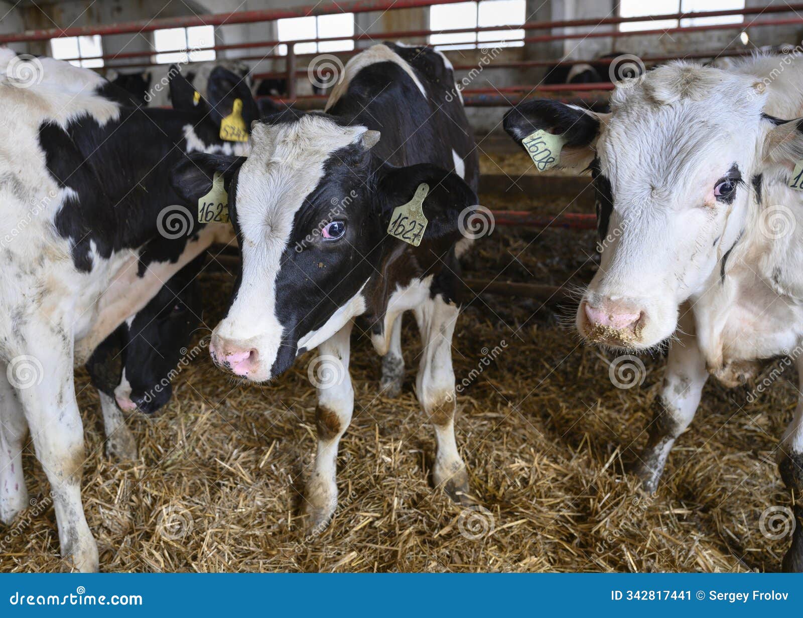 Curious Calves are Standing on the Hay in the Farm Room Stock Image ...