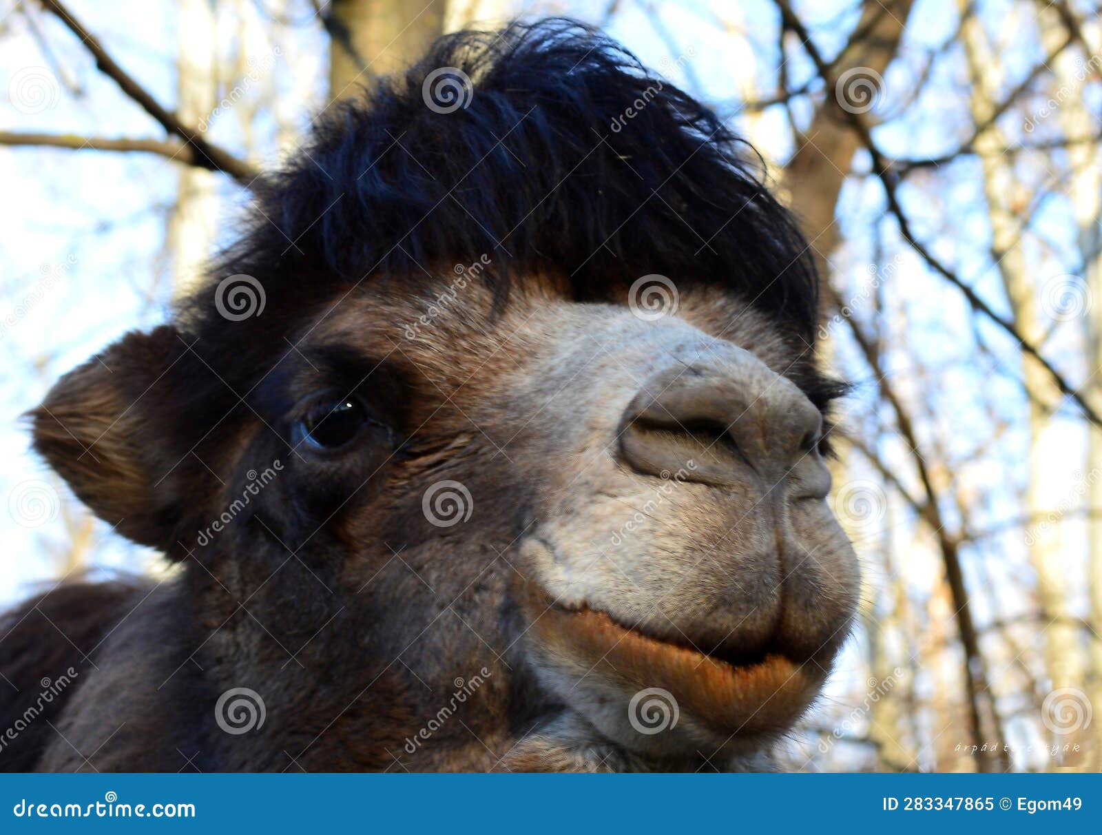 A Curious Camel Looks into the Camera Stock Image - Image of wildlife ...