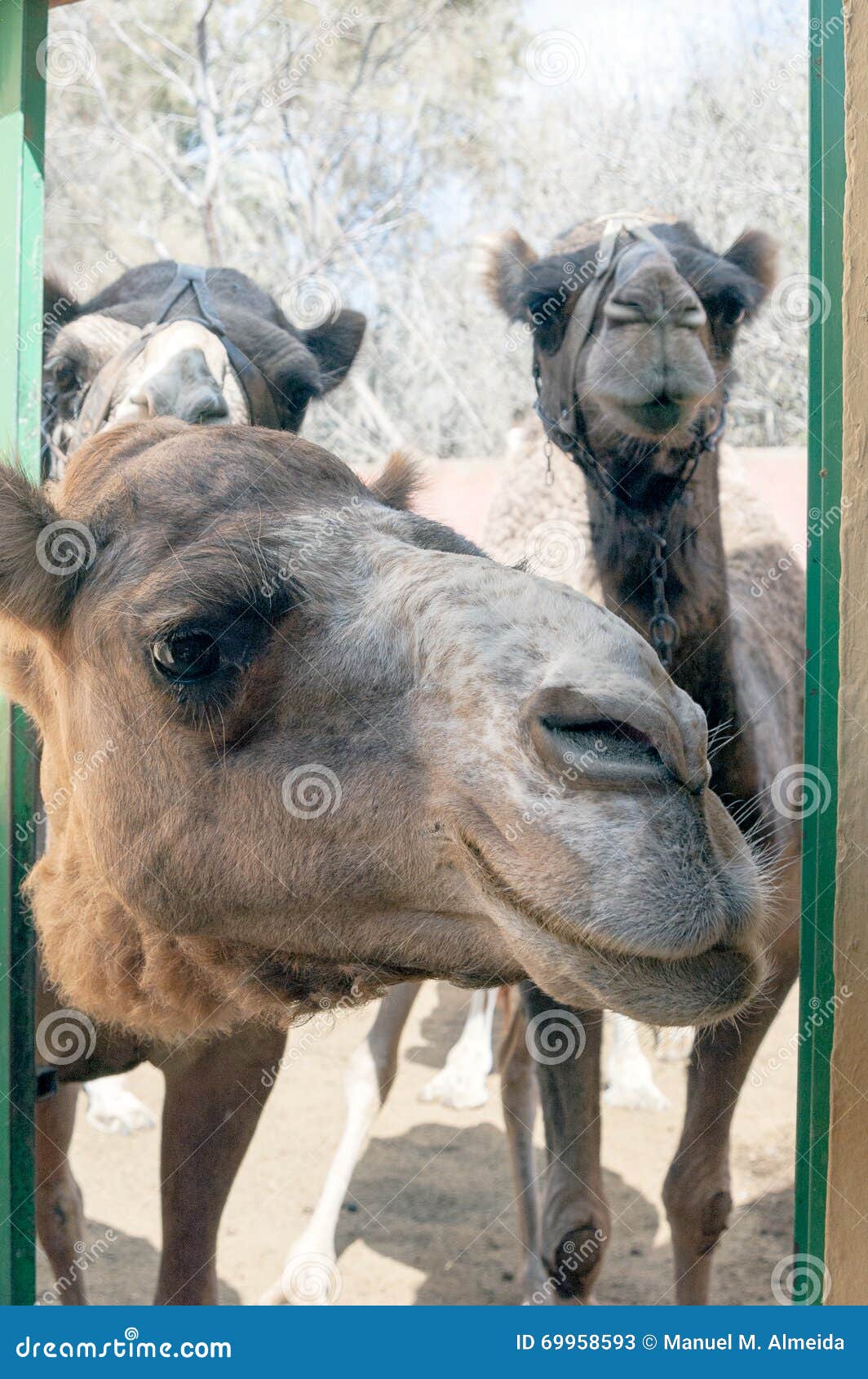 Curious Camels (dromedaries) Stock Image - Image of dromedary, shot ...