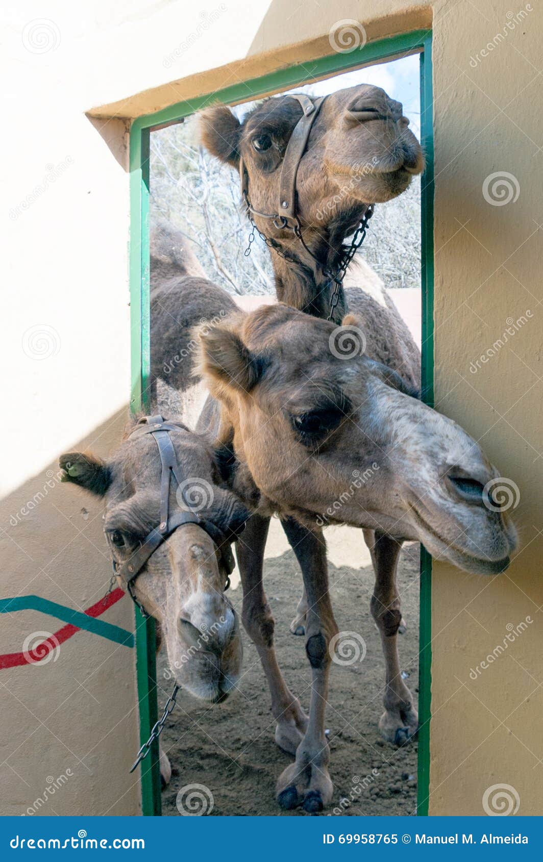Curious Camels (dromedaries) Stock Image - Image of head, curiosity ...