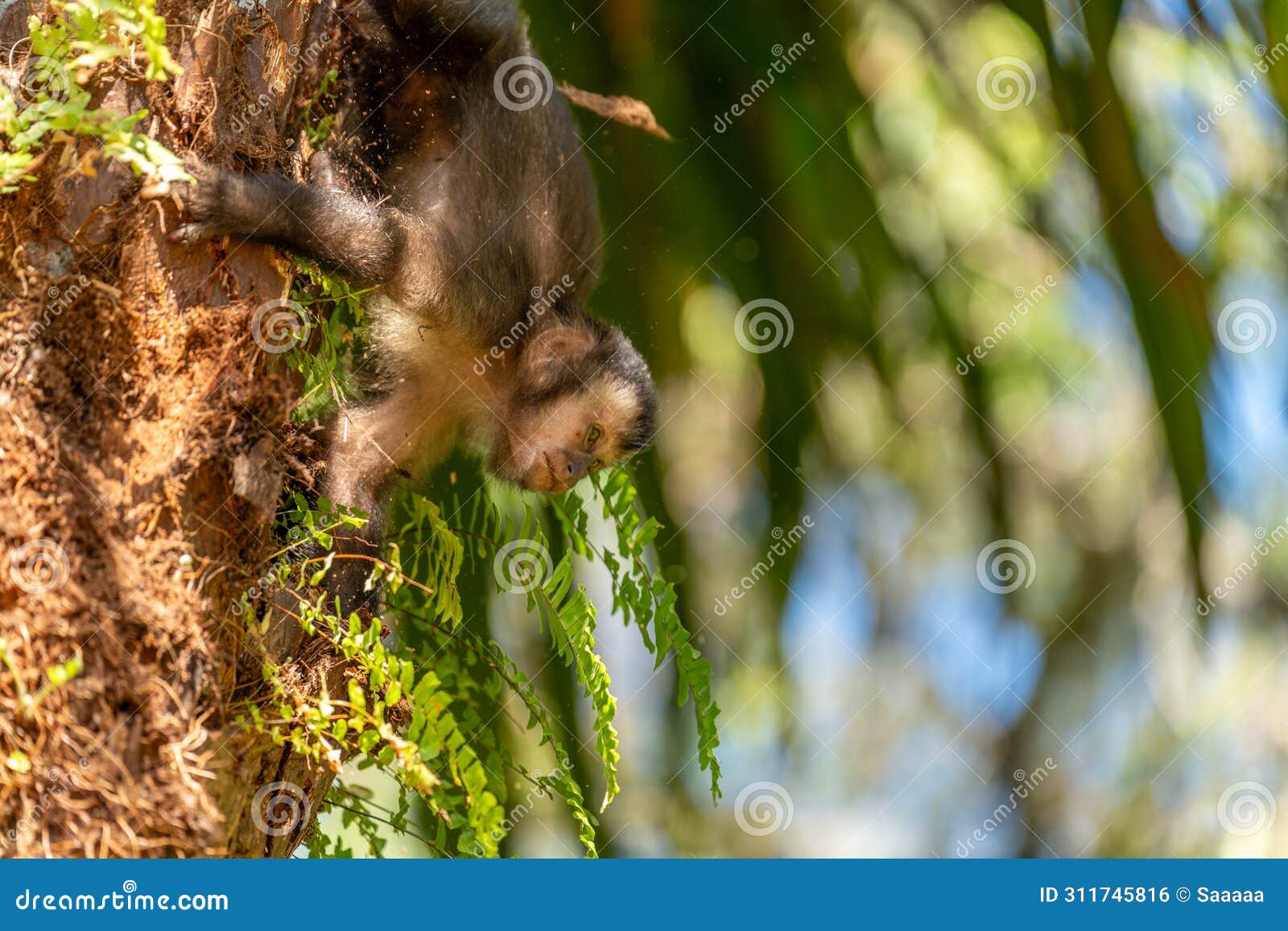 Curious Capuchin Monkey Exploring a Tropical Tree Stock Photo - Image ...