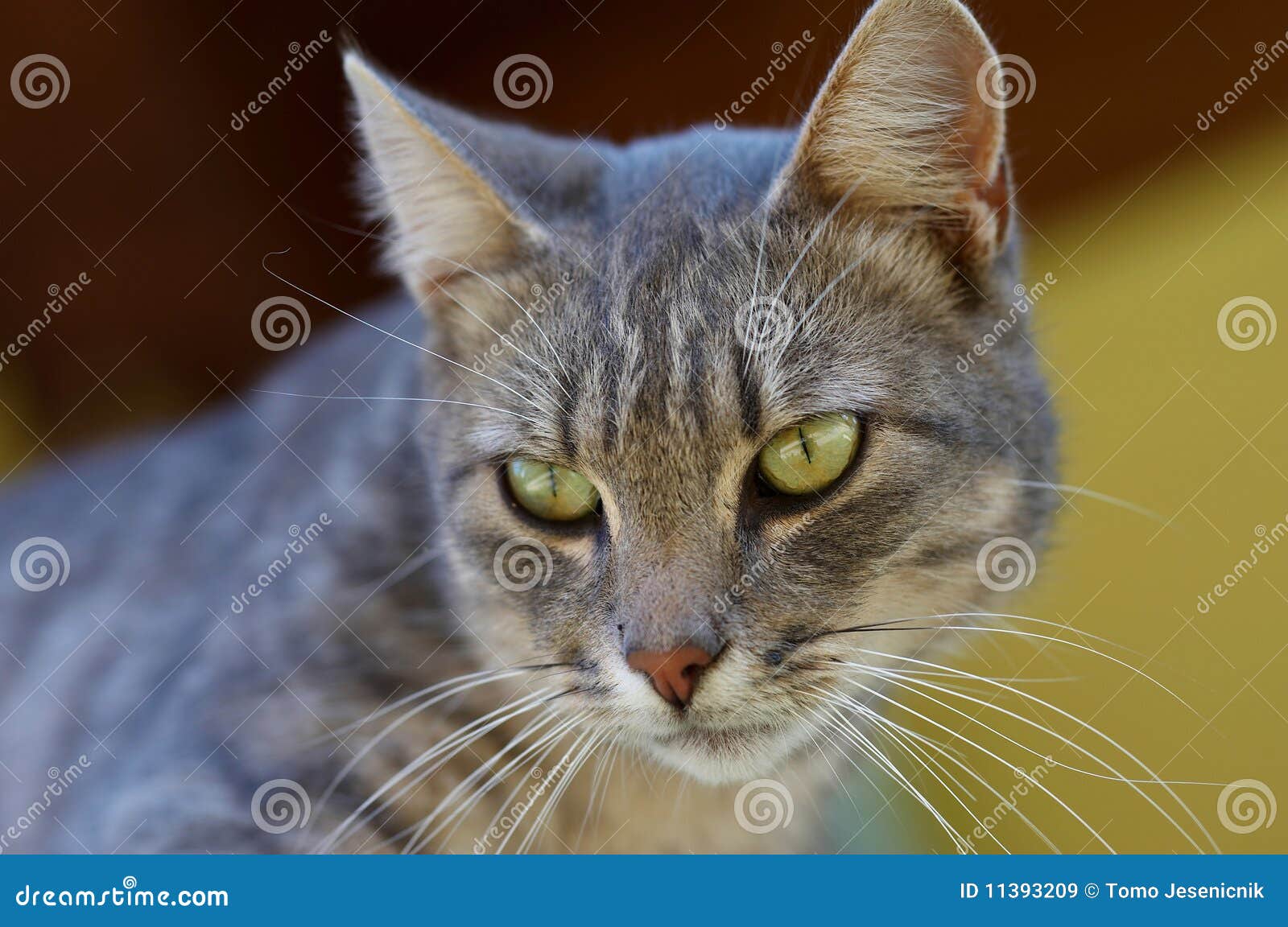 Curious cat stock image. Image of grey, face, lovely - 11393209
