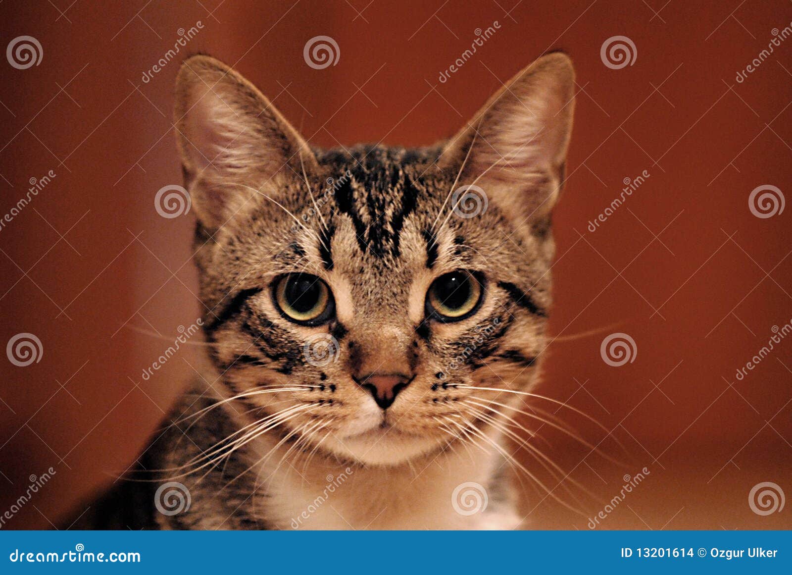 Curious Cat stock photo. Image of erected, cute, alert - 13201614