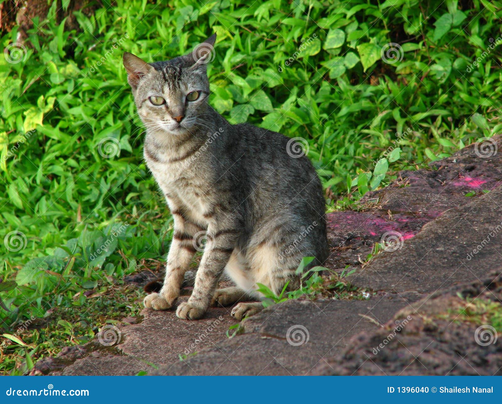 Curious cat stock photo. Image of eyes, cute, friend, looking - 1396040