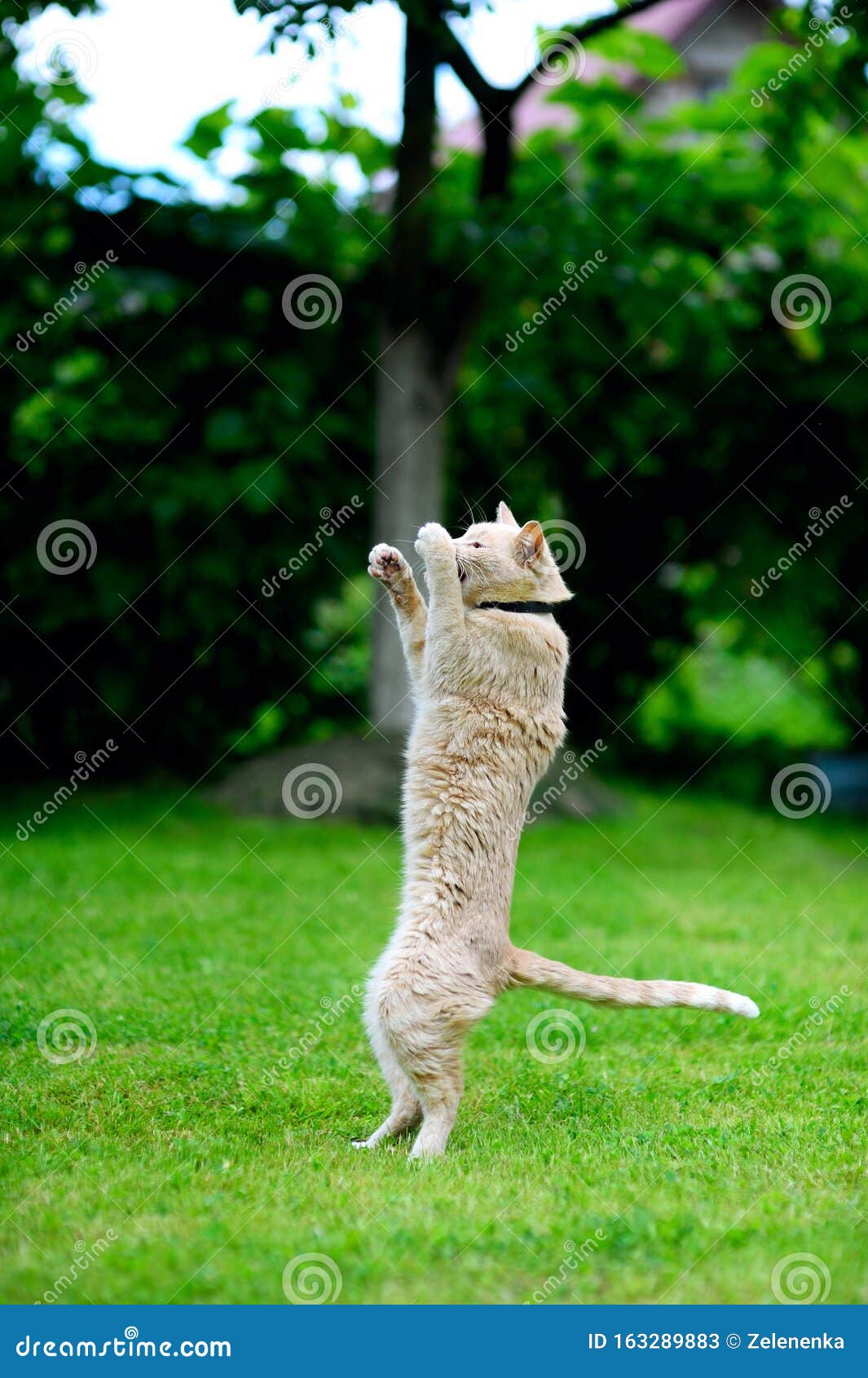 Curious cat stock image. Image of drops, feline, head - 163289883