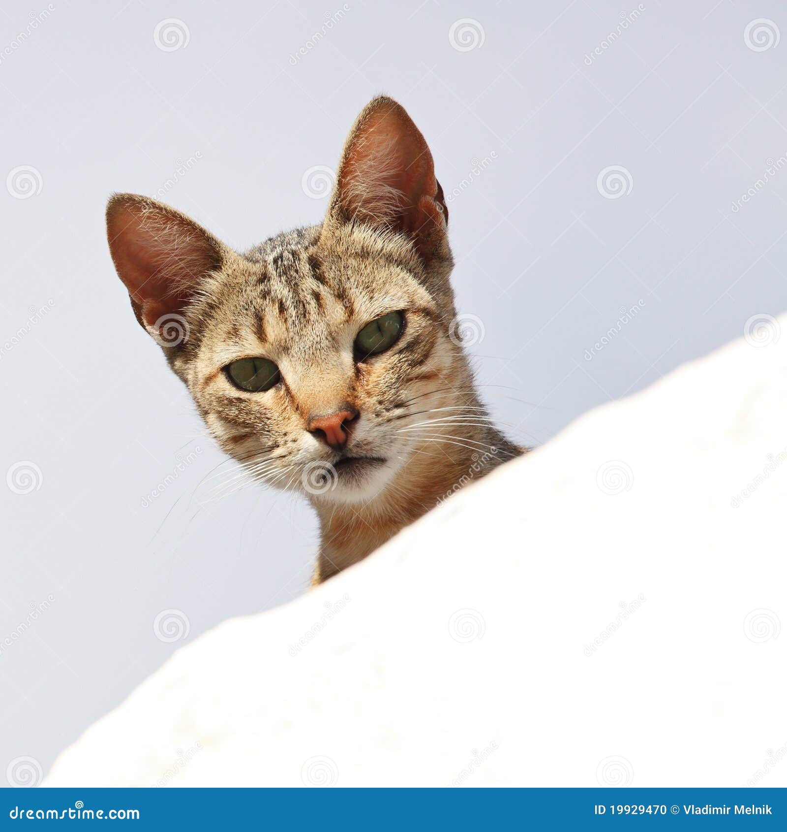 Curious cat stock photo. Image of stare, curious, peep - 19929470