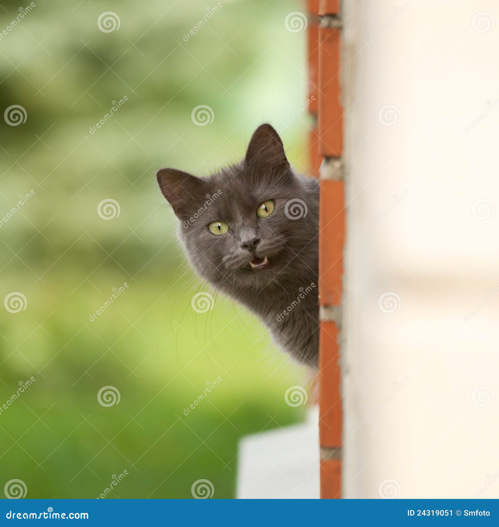 Curious cat 2 stock image. Image of domestic, teeth, beautiful - 24319051