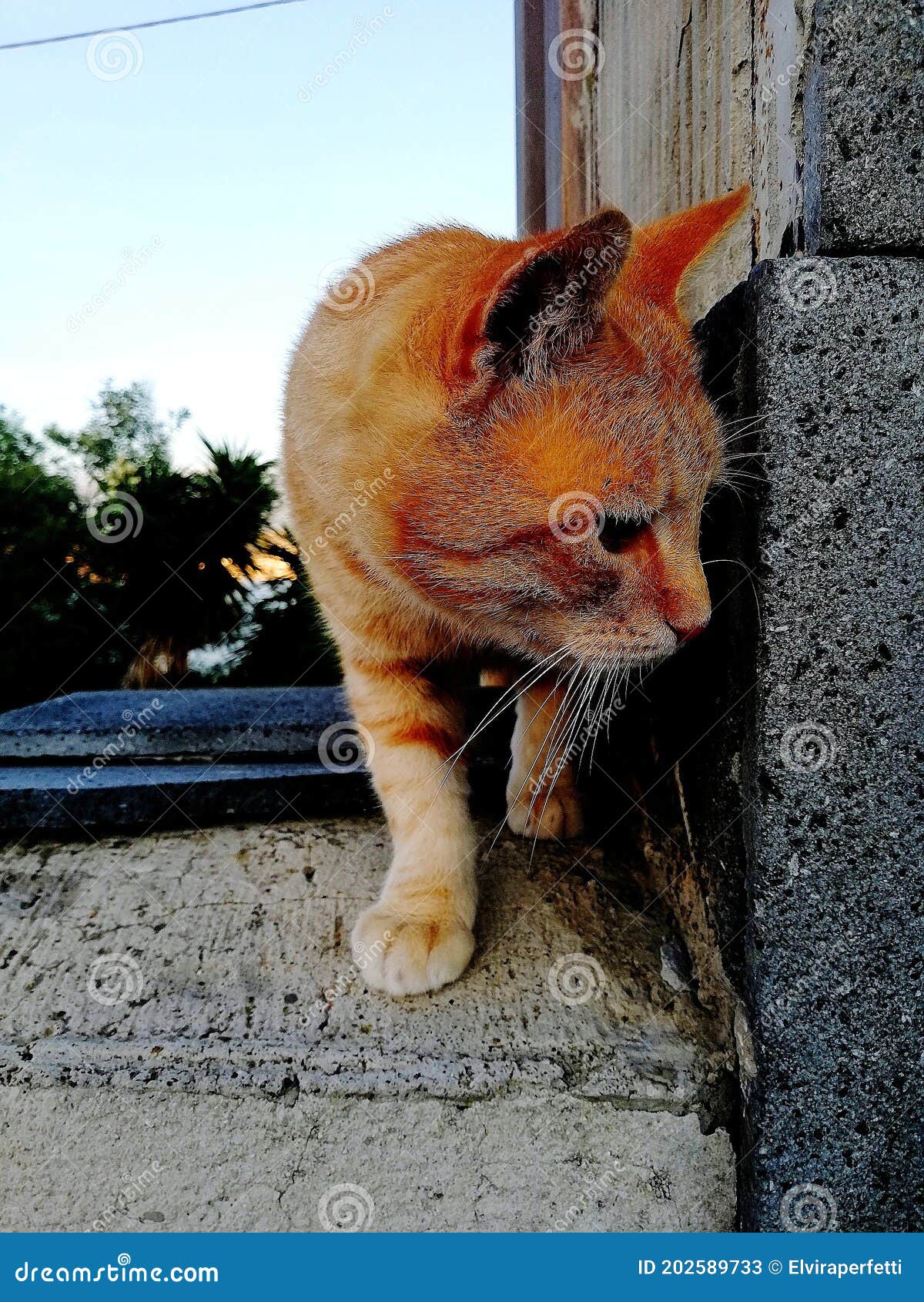 The curious cat stock image. Image of curious, animal - 202589733