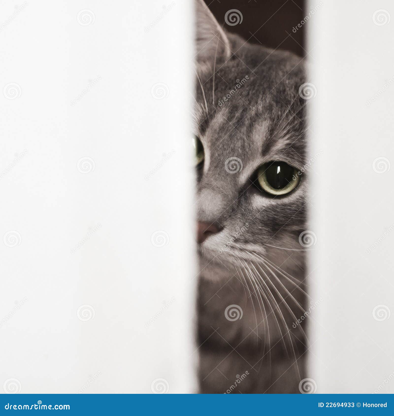 Curious cat stock image. Image of looking, fluffy, domesticated - 22694933