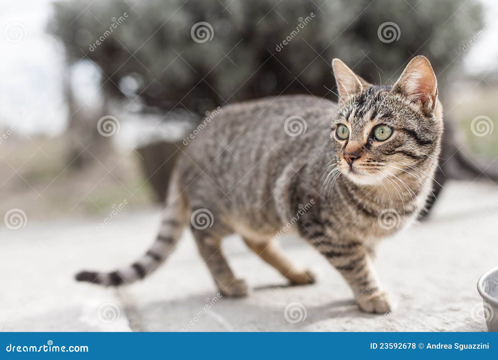 Curious cat stock photo. Image of ginger, kitty, short - 23592678