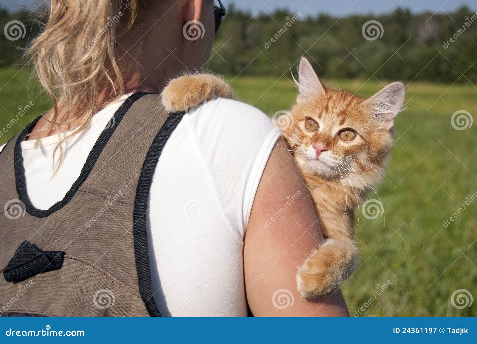 Curious cat stock image. Image of animals, looking, hair - 24361197