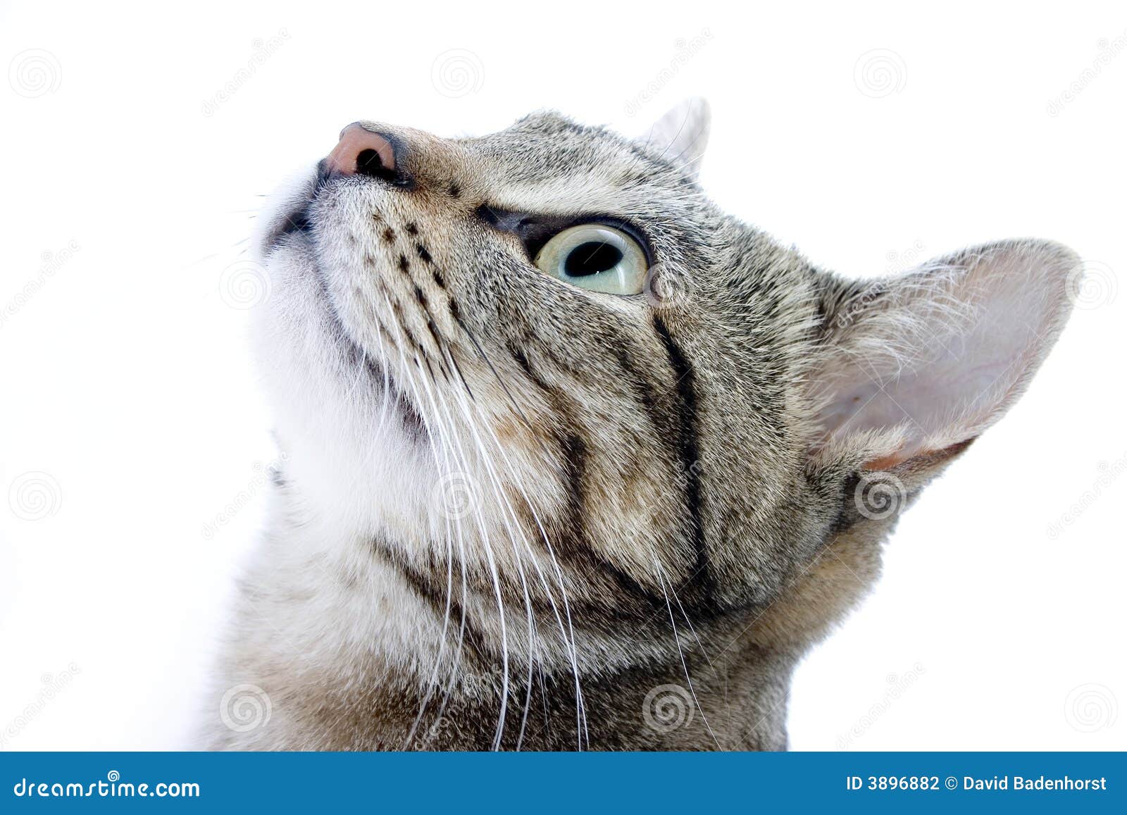 Curious cat stock photo. Image of whiskers, curious, hearing - 3896882