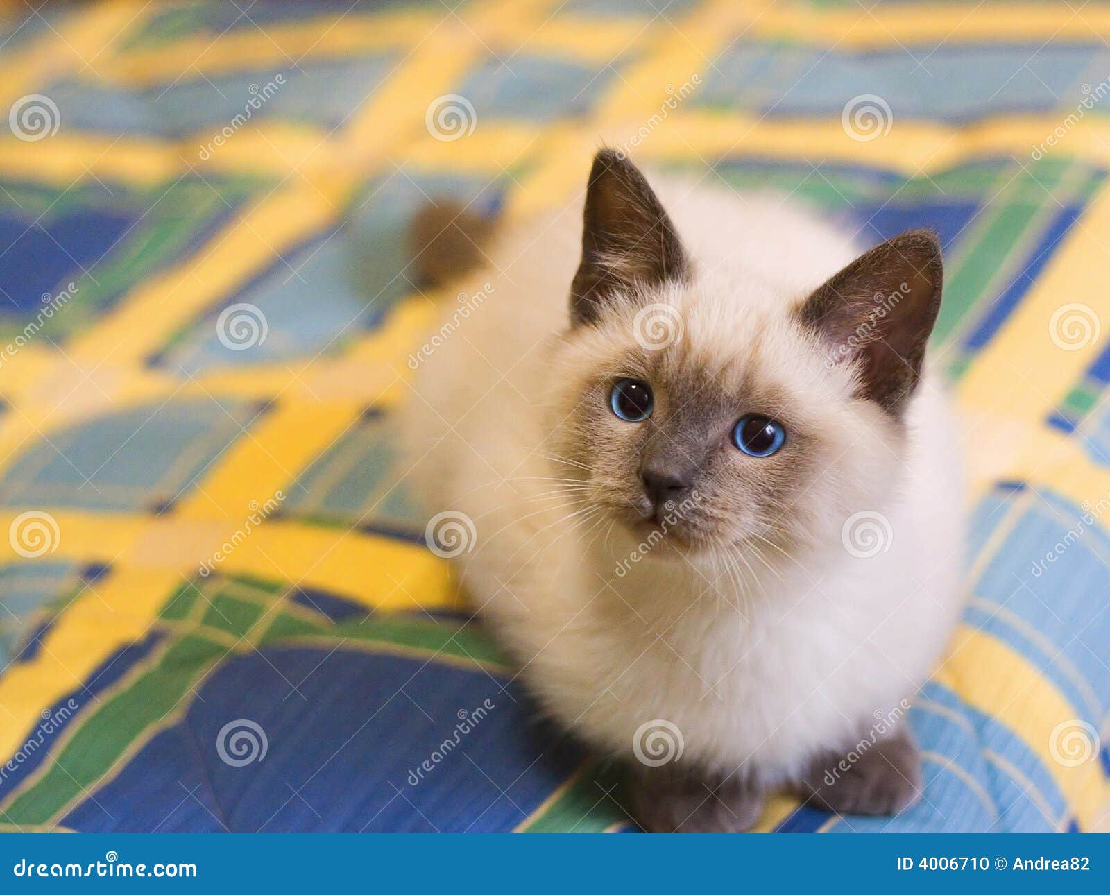 Curious cat stock photo. Image of feline, hidden, zoom - 4006710