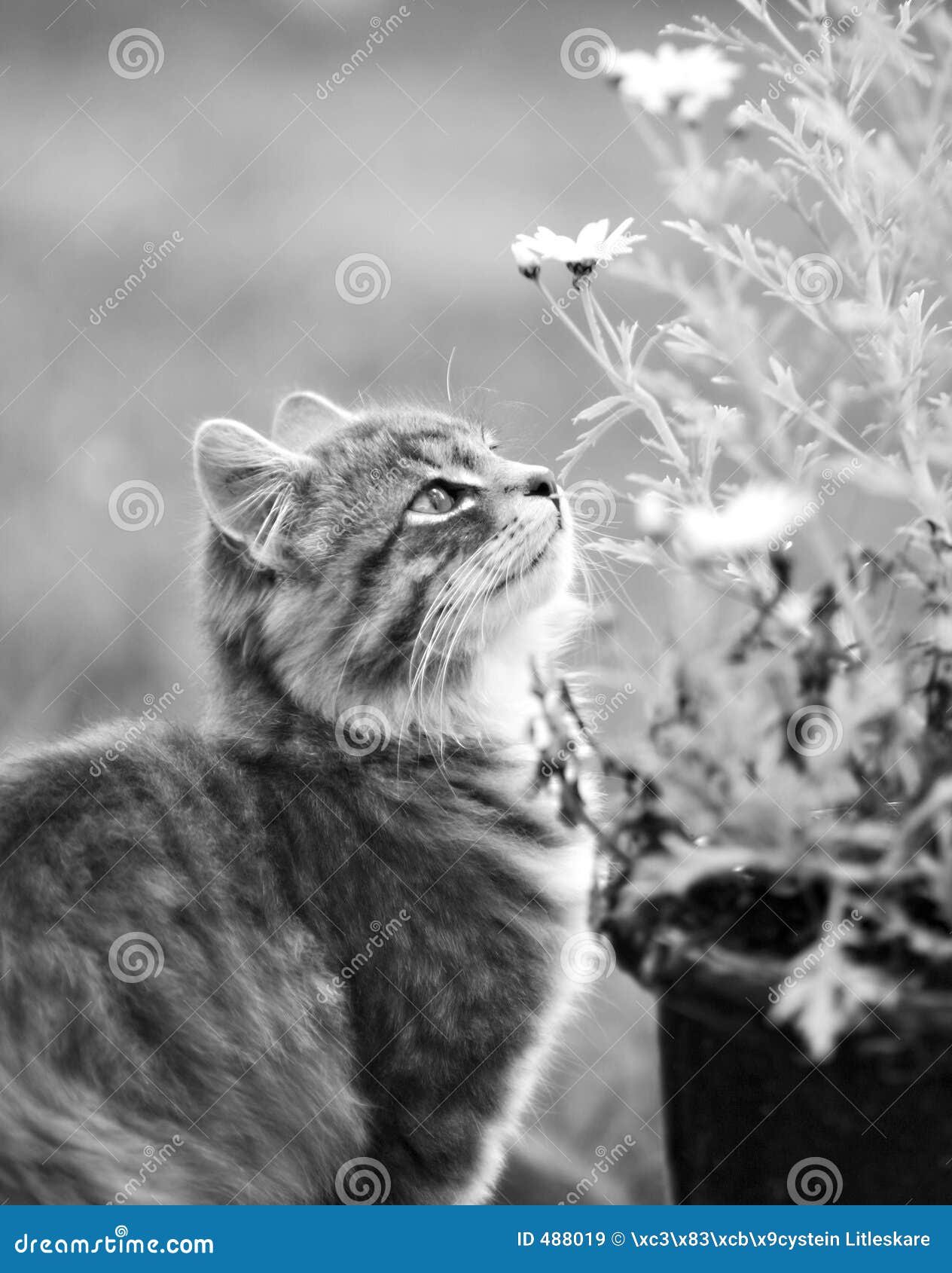 Curious Cat stock image. Image of black, eyes, cuddly, kitten - 488019