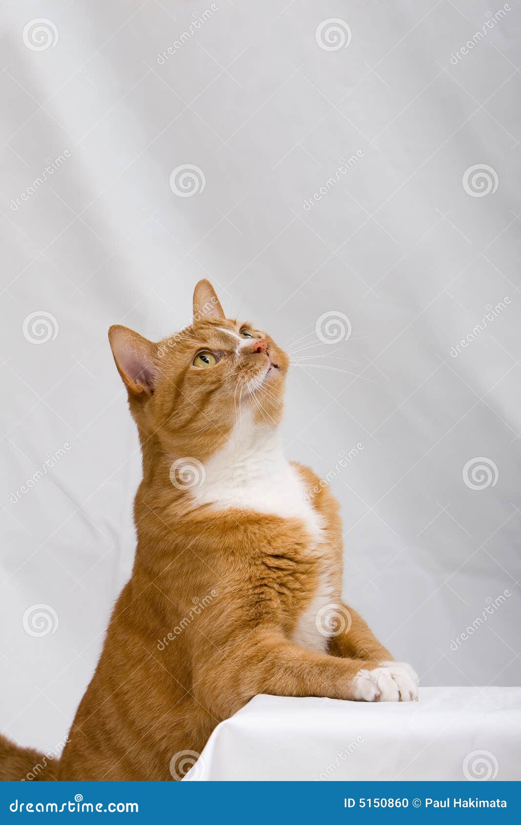 Curious Cat Picture. Image: 5150860