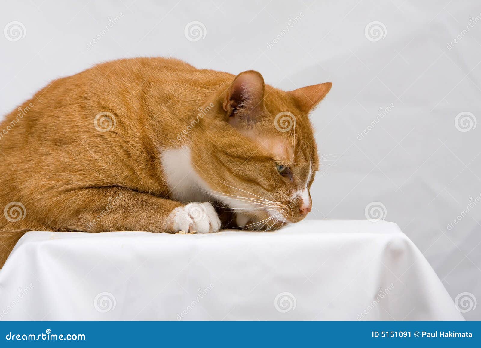 Curious cat stock image. Image of mammal, white, looks - 5151091