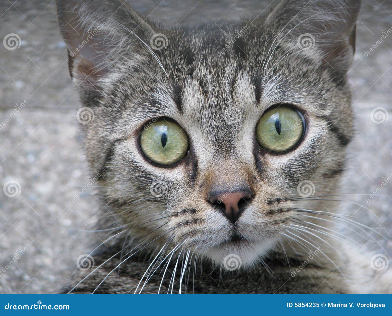 Curious cat stock image. Image of pets, eyes, catty, nature - 5854235