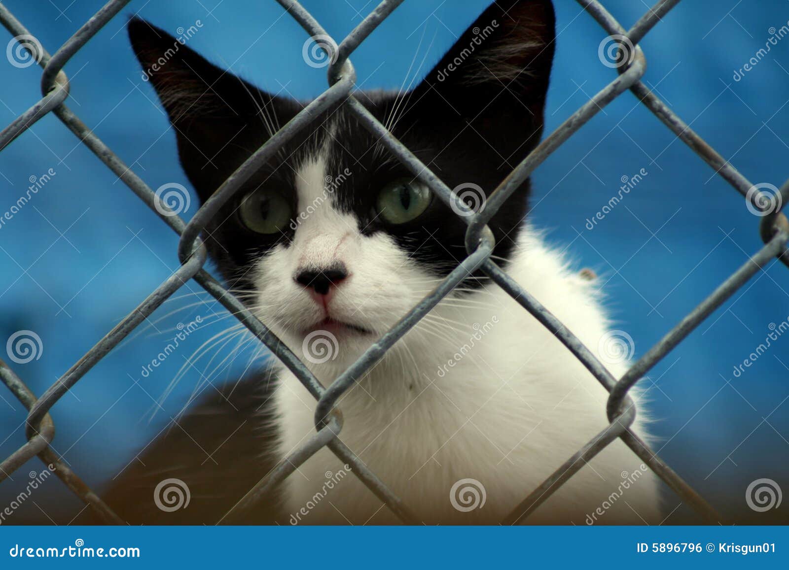 Curious Cat stock photo. Image of confined, caught, cats - 5896796