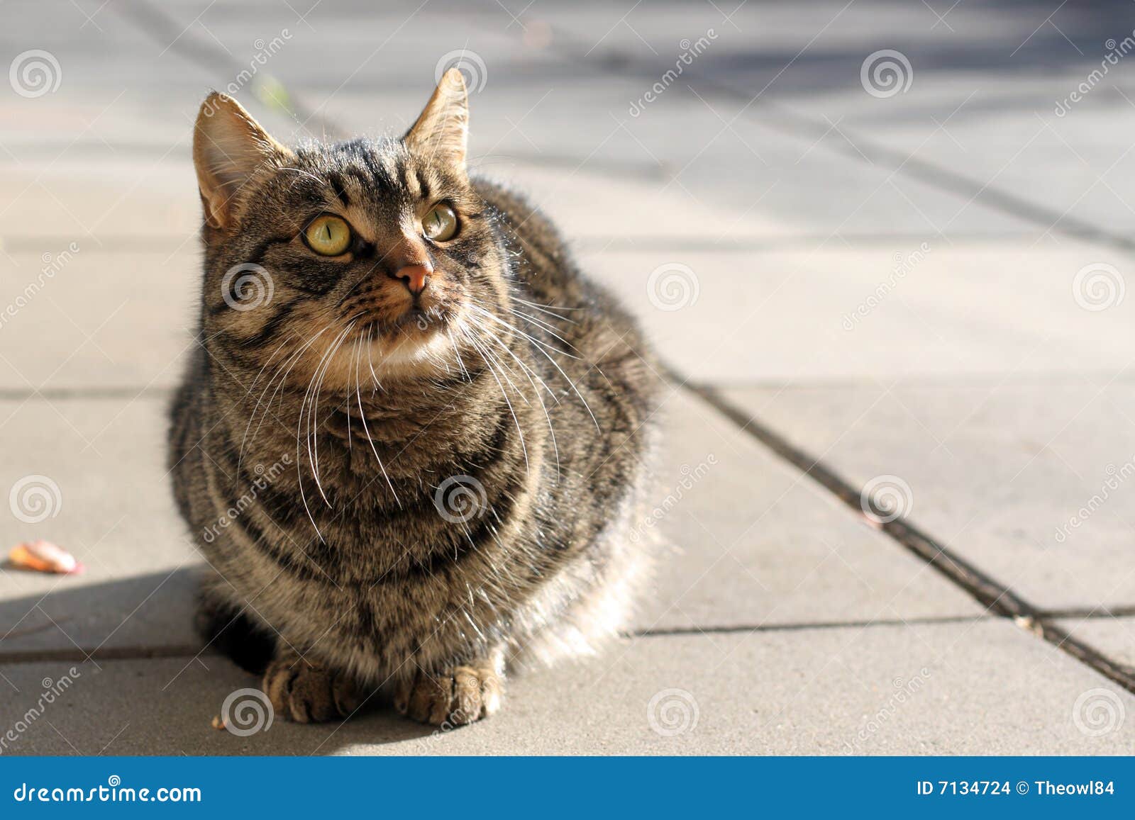 Curious Cat stock photo. Image of eyes, aware, floor, following - 7134724